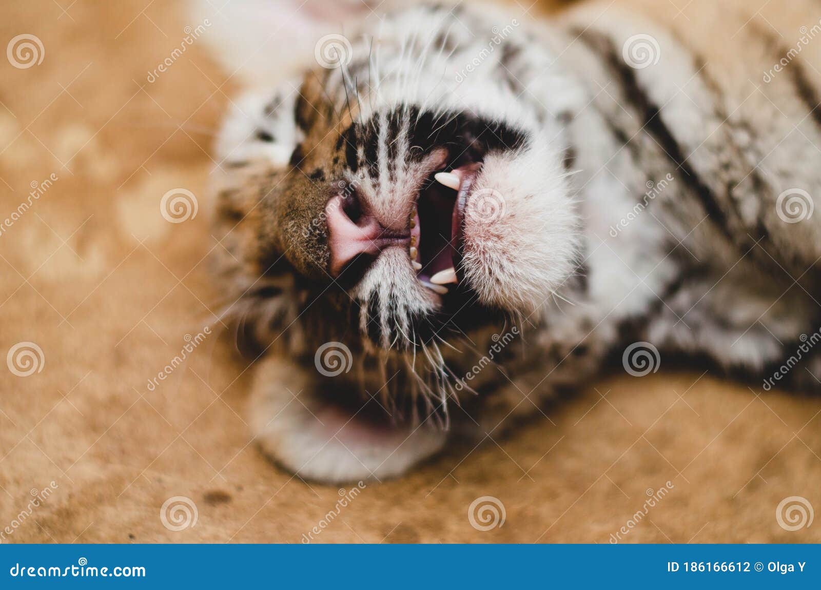 A Close-up Photograph of a Muzzle of a Tiger Cub. Focus on Fangs and ...
