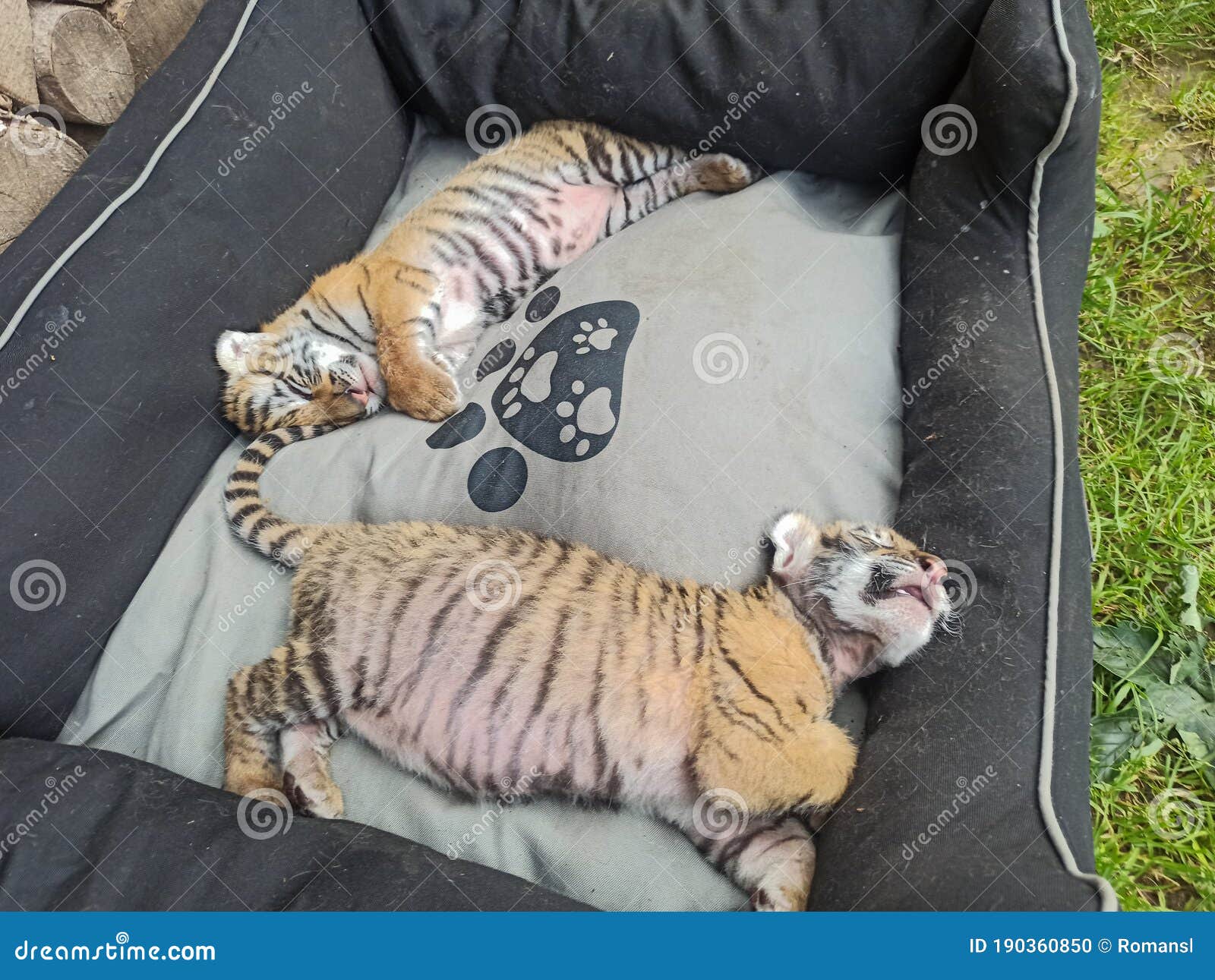 A Close-up Photograph of a Muzzle of a Tiger Cub. Focus on Fangs and ...