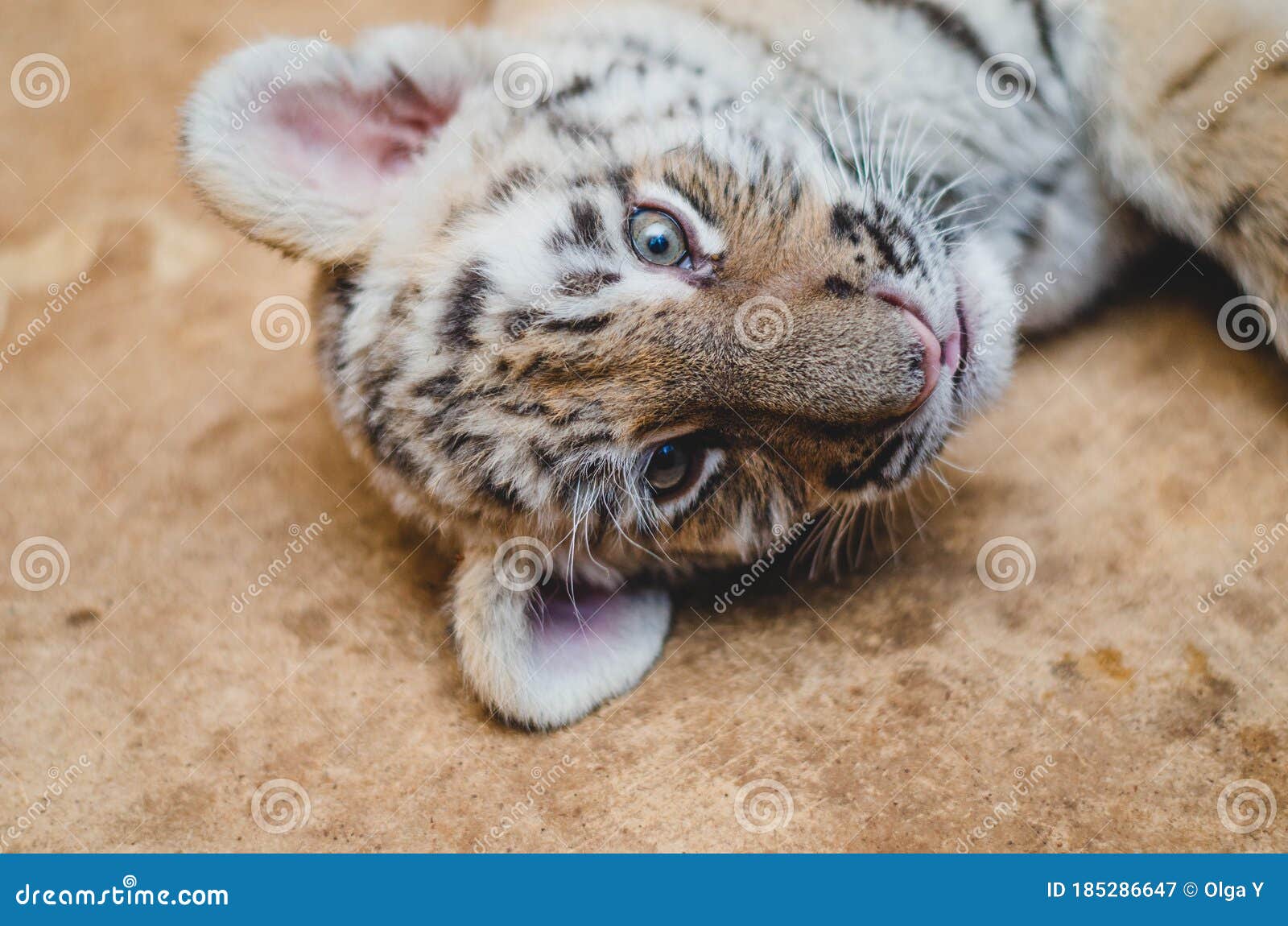 A Close-up Photograph of a Muzzle of a Tiger Cub. Tiger Cub Looking at ...