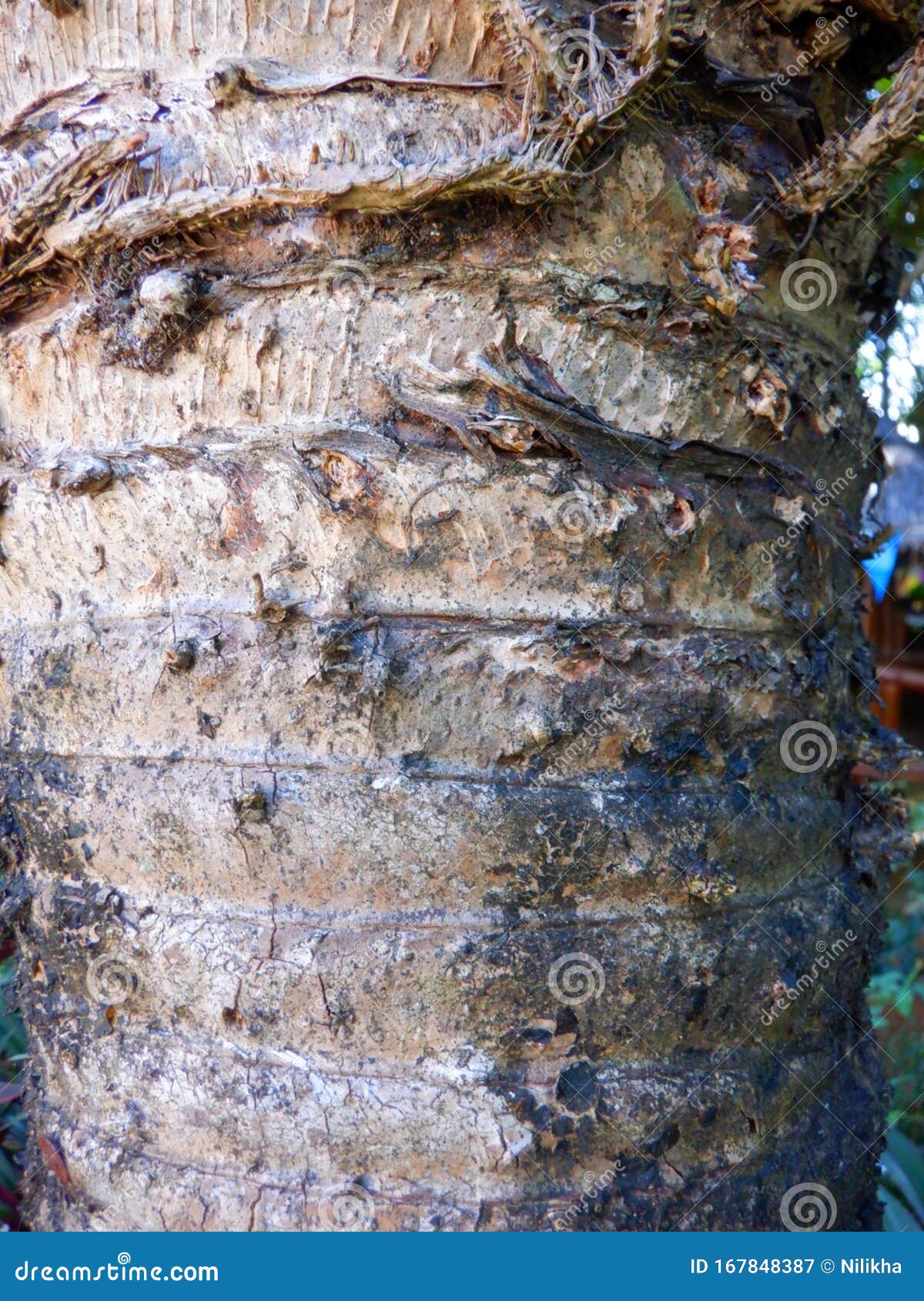 An old tree trunk stock image. Image of background, close - 167848387