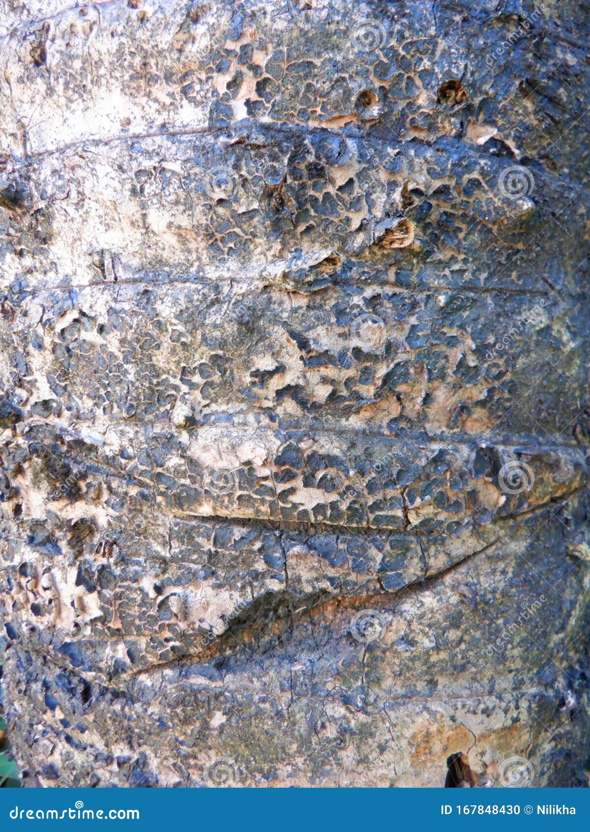 An old tree trunk stock photo. Image of detail, closeup - 167848430