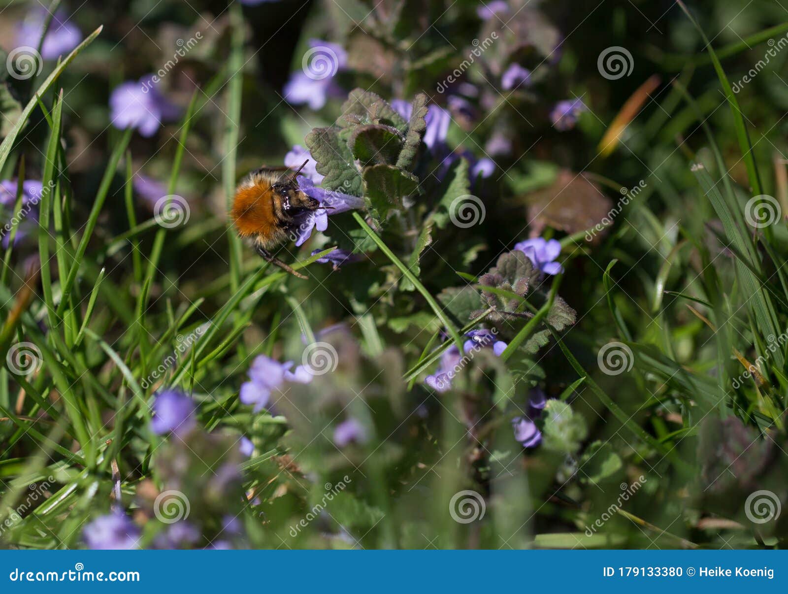 Bumble bee at work stock photo. Image of close, bumble - 179133380