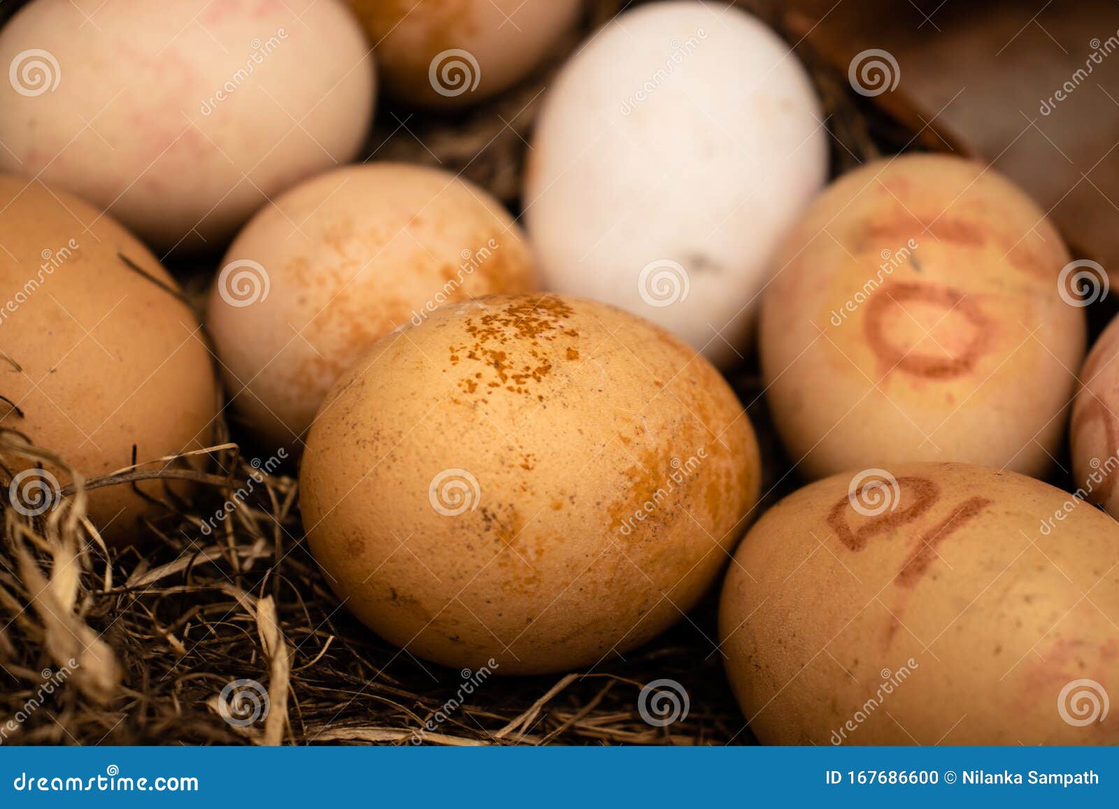 Close Up Photography of Collection of Eggs Stock Photo - Image of ...