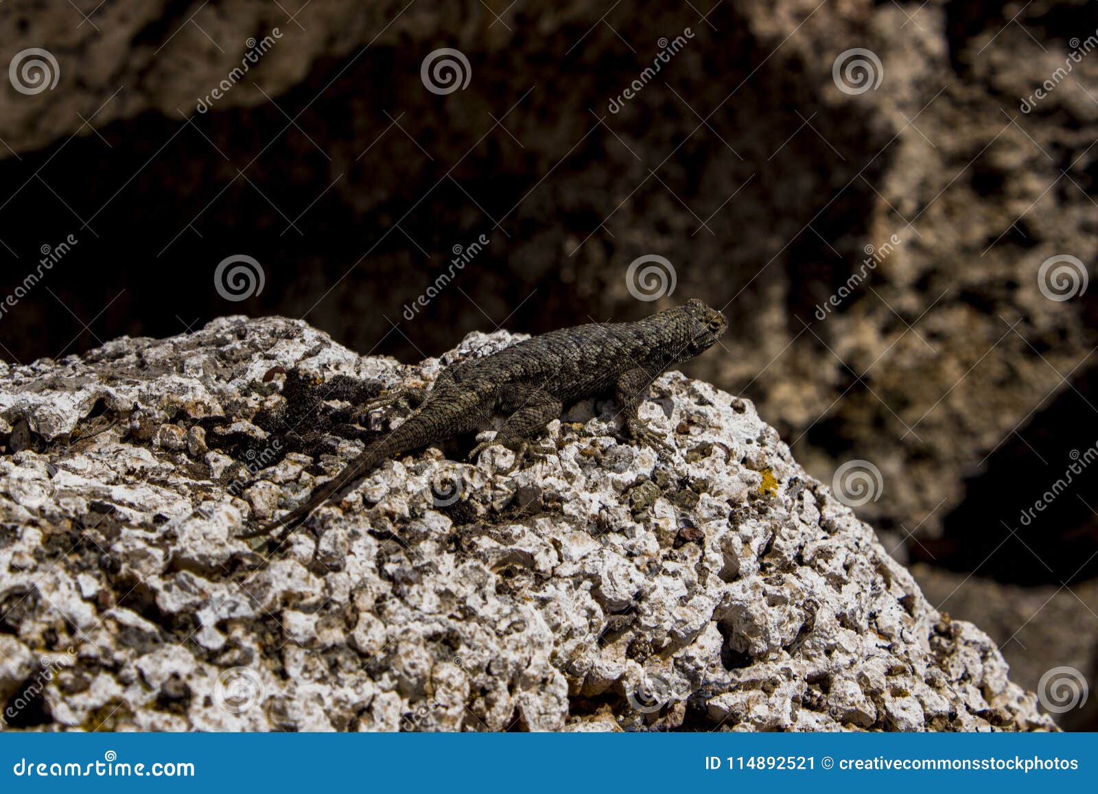 Close-Up Photography Of Lizard On Stone Picture. Image: 114892521