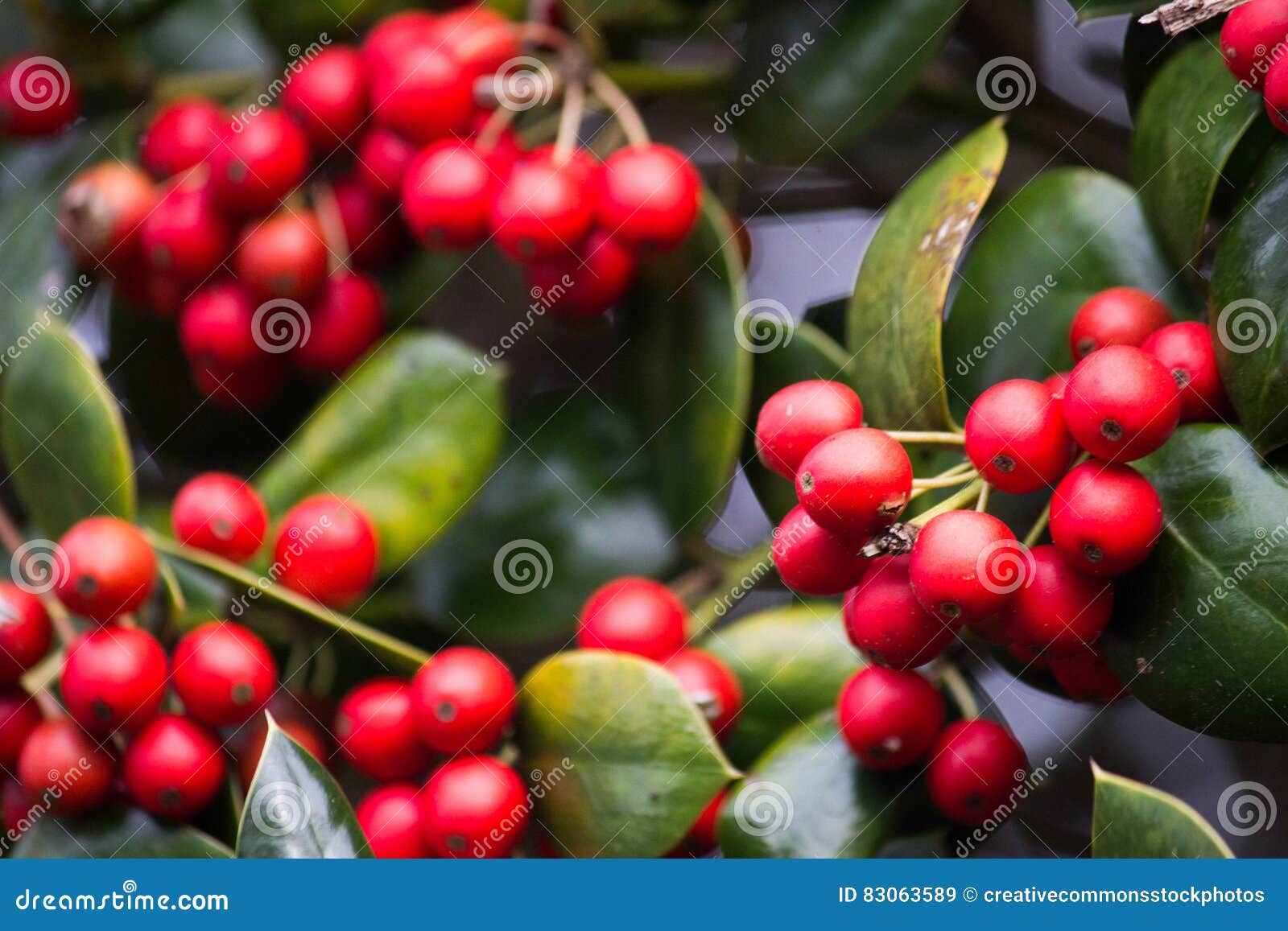 Close Up Photography Of Red Round Fruit Picture. Image: 83063589