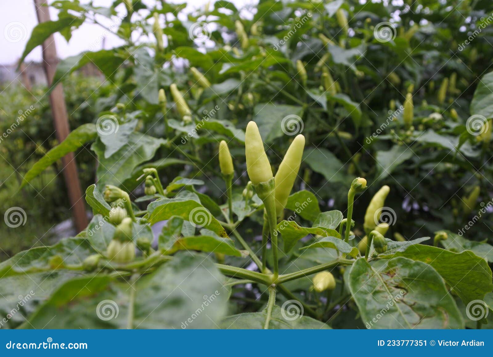 Close Up Photograpy Young Chilli Fruit Stock Image - Image of ...