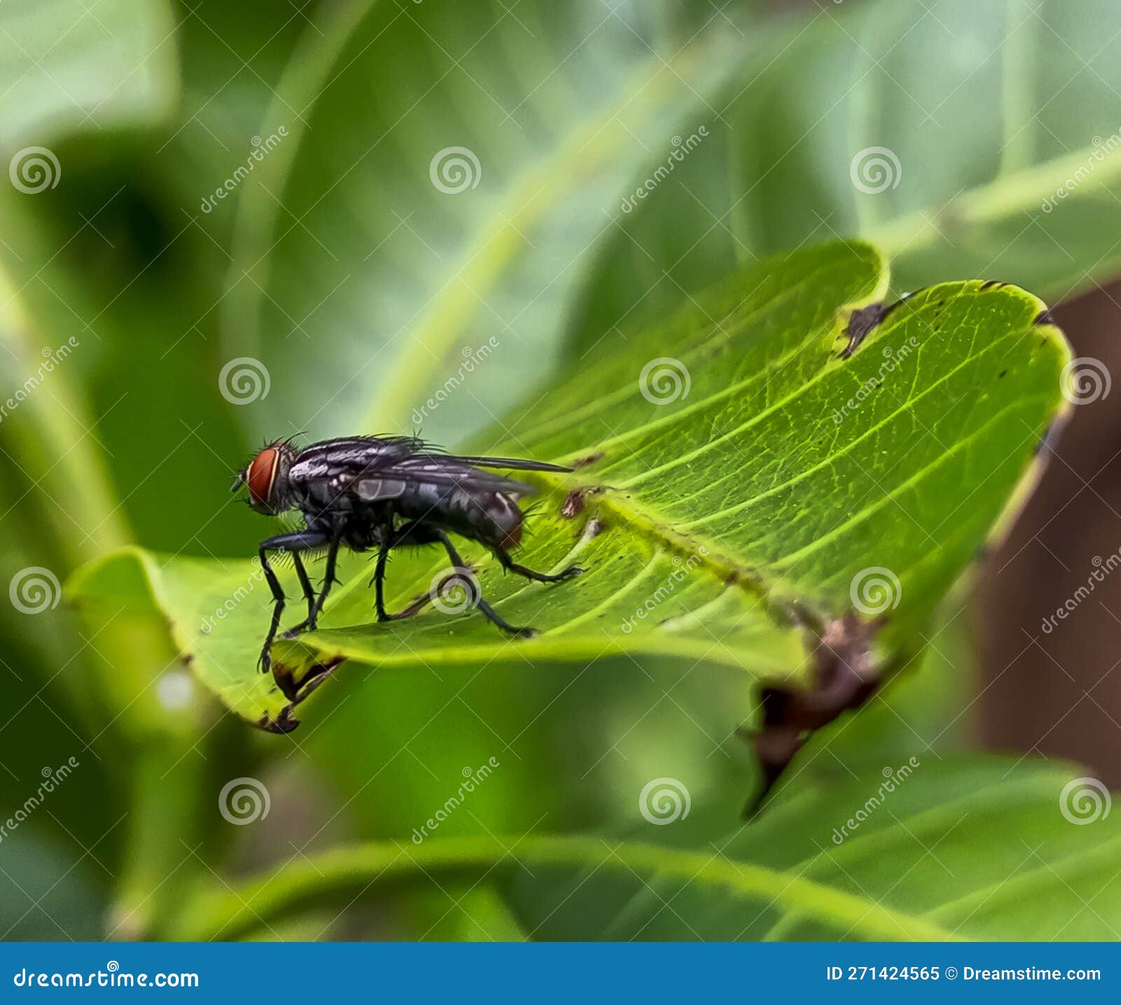Close Up Photos of Muscomorpha Perched on a Green Leaf Stock Image - Image of garden, house ...