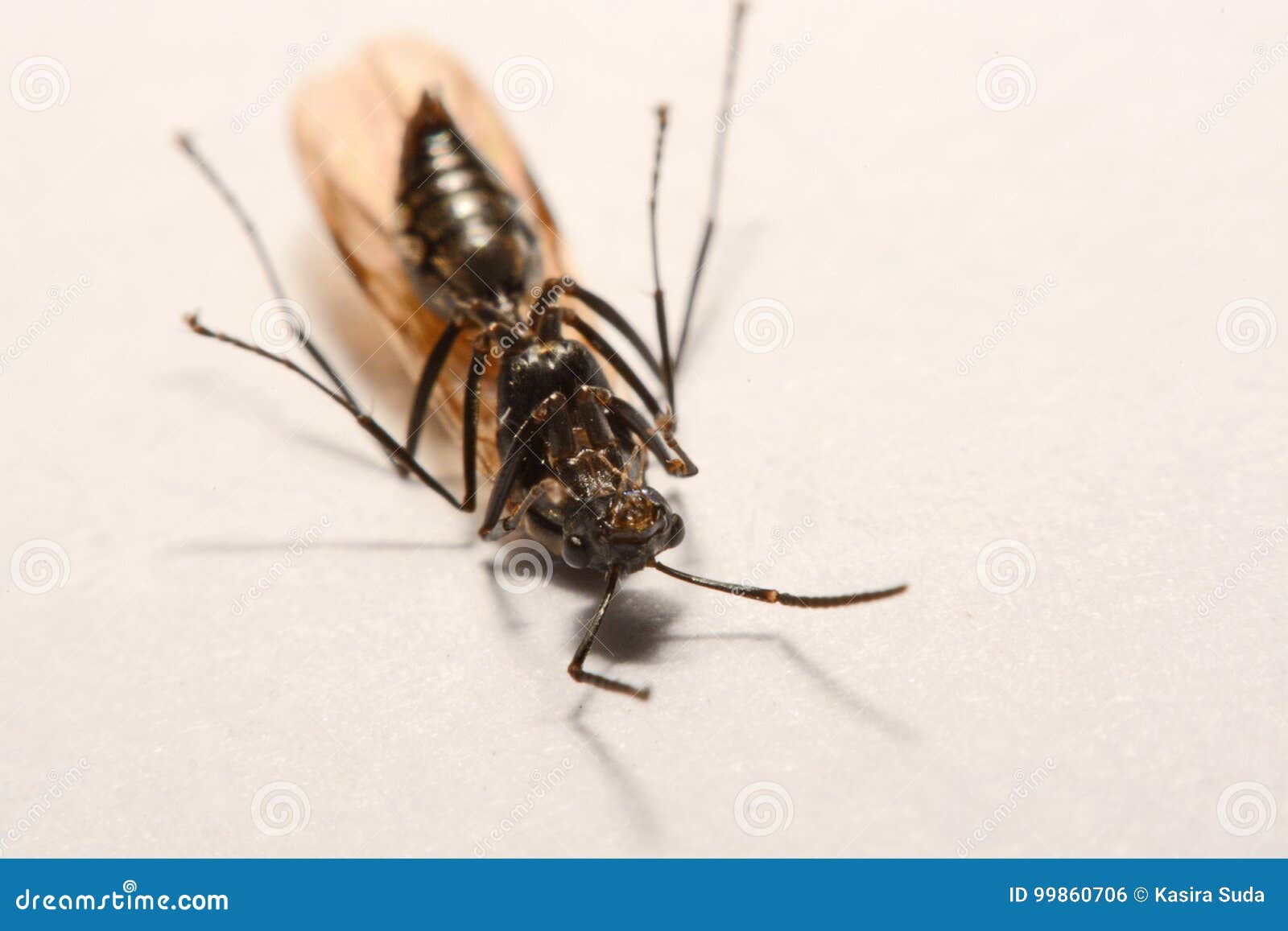 Close-up Photos Winged Ants on a White Background Stock Photo - Image ...