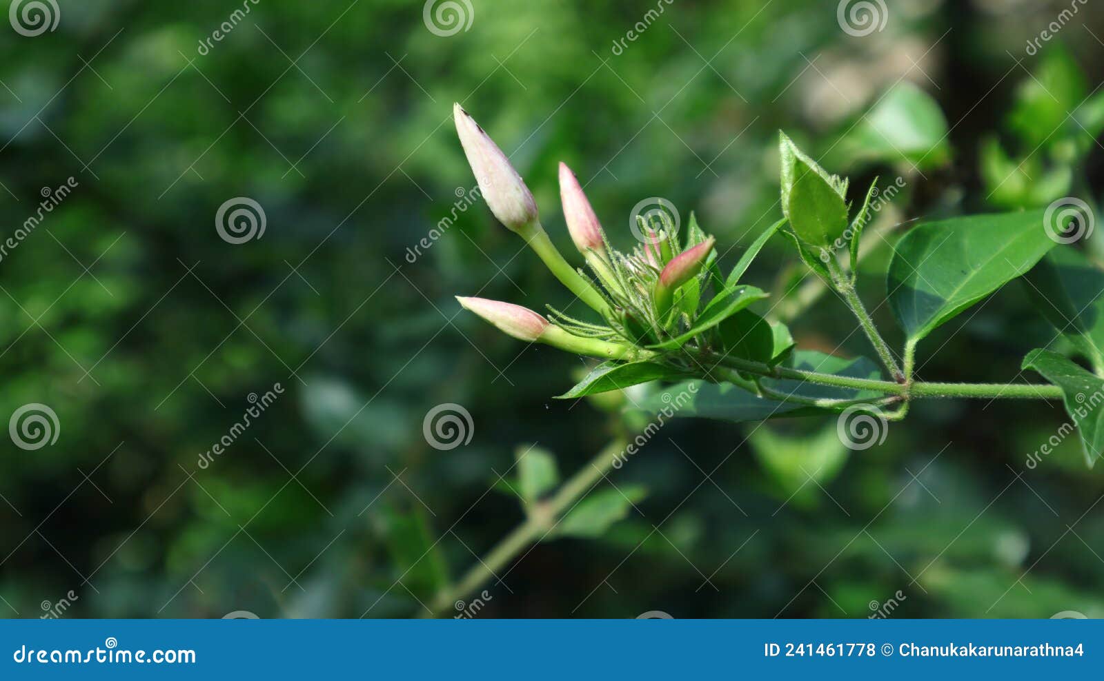 Close Up of Pichcha Flower Buds in the Garden Stock Photo - Image of ...