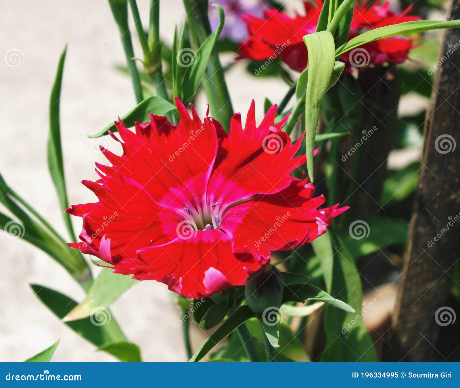Close Up Pics of Red Dianthus Flower Stock Image - Image of bouquet ...