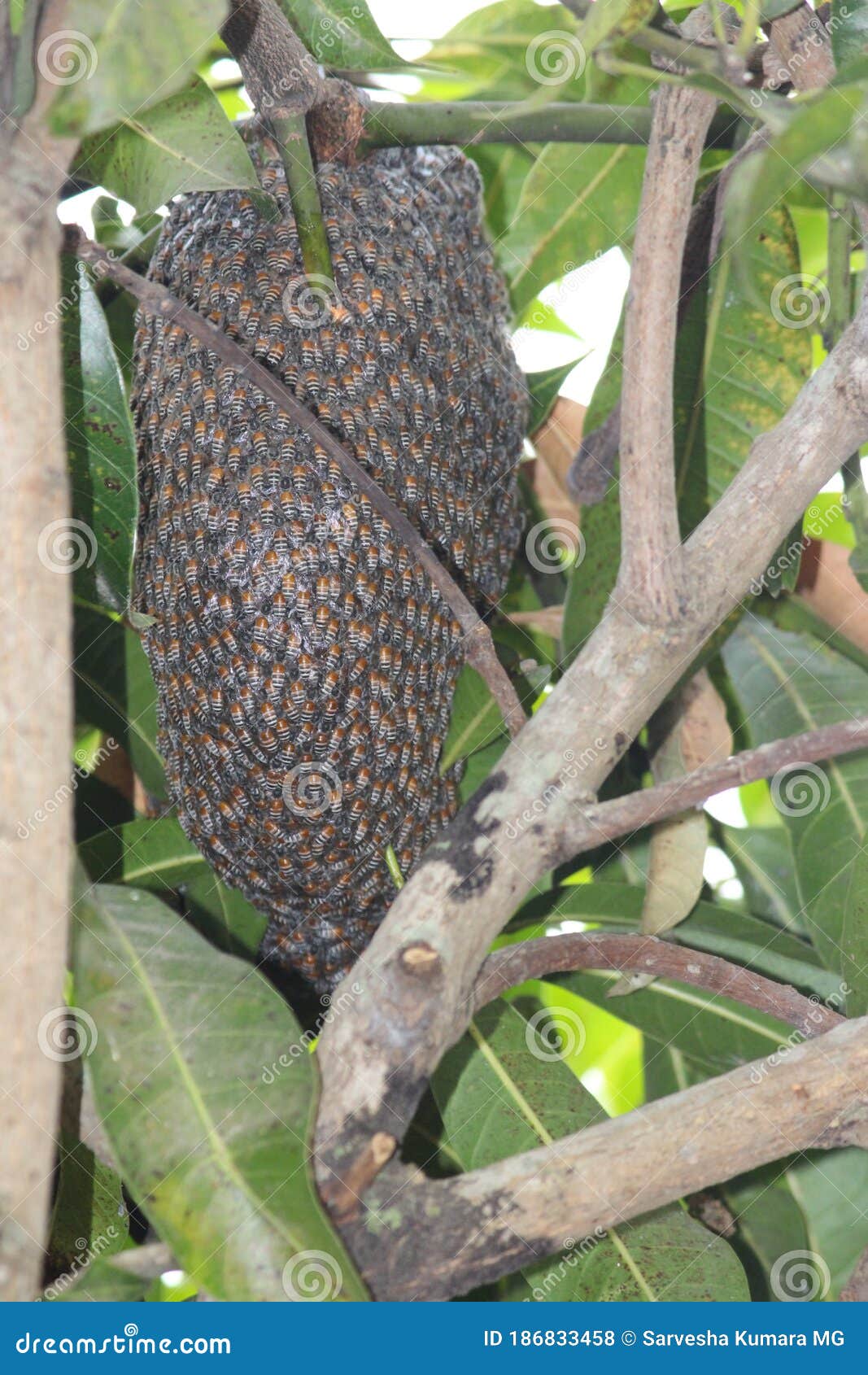 Close Up Picture of a Beehive Cluster. Covered Each and Every Bees ...