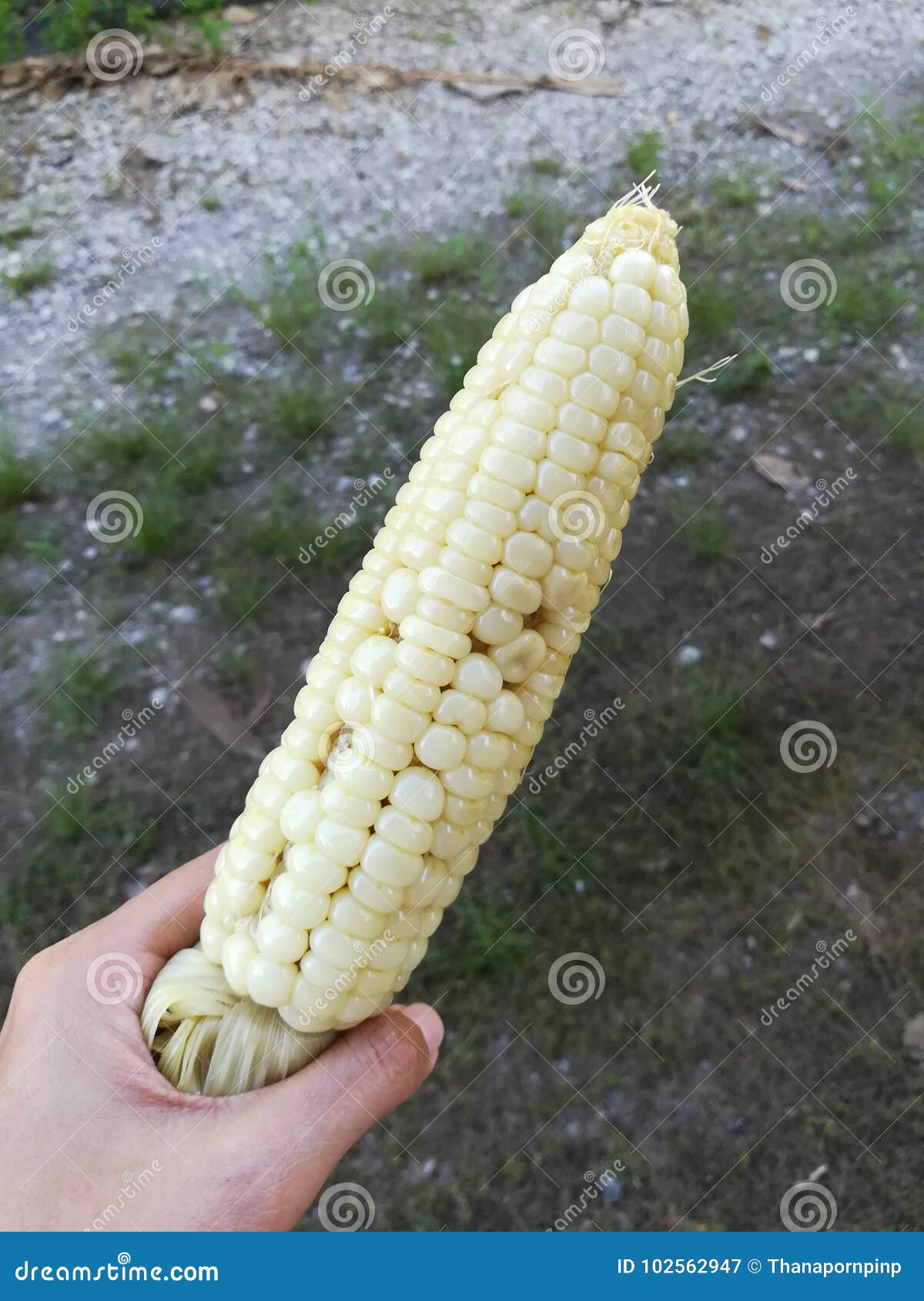 Boiled Waxy Corn in Human Hand. Stock Image - Image of sweet, corn ...
