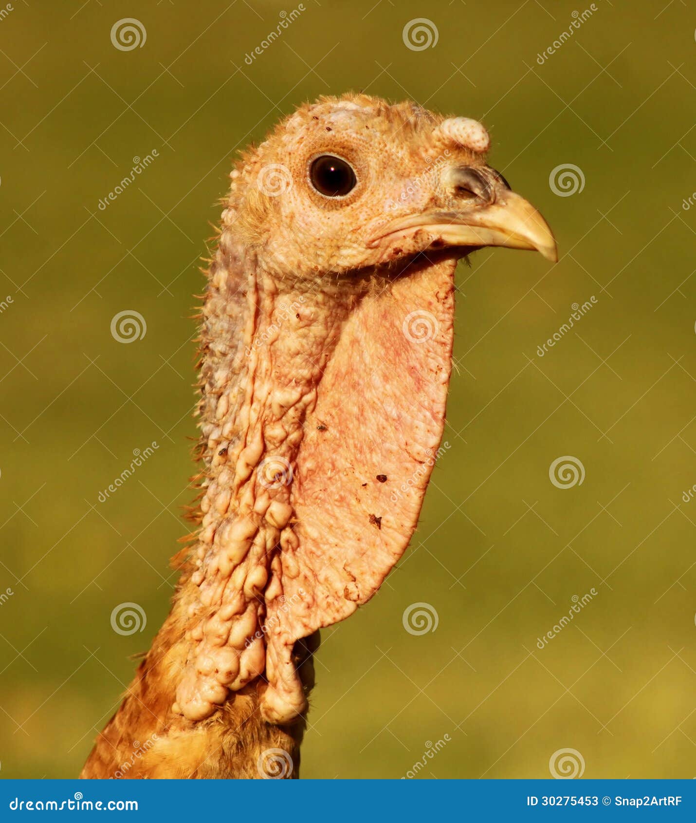 Bourbon Red Turkey Head stock image. Image of head, meleagris - 30275453