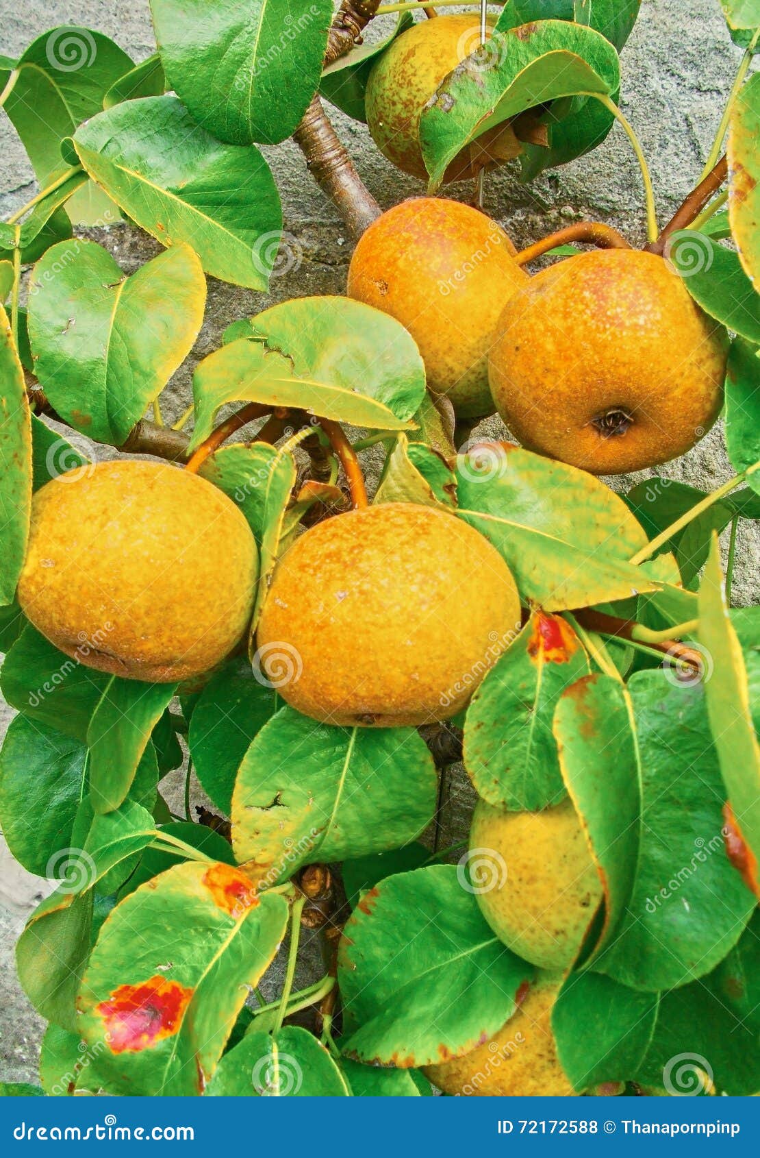Close Up Picture of Chinese Pear Tree. Stock Photo - Image of biology ...