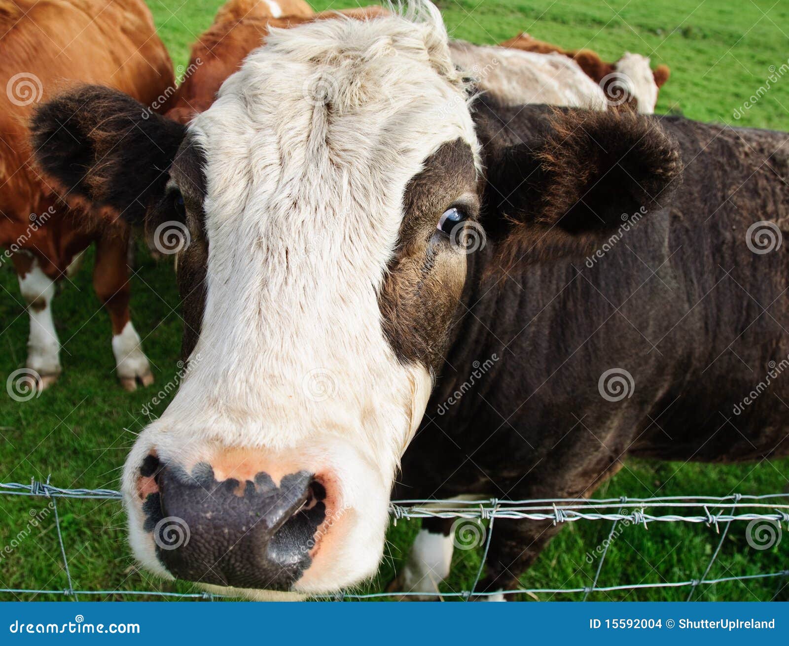 Close Up Picture of Cow Head in Farm Field Stock Photo - Image of ...