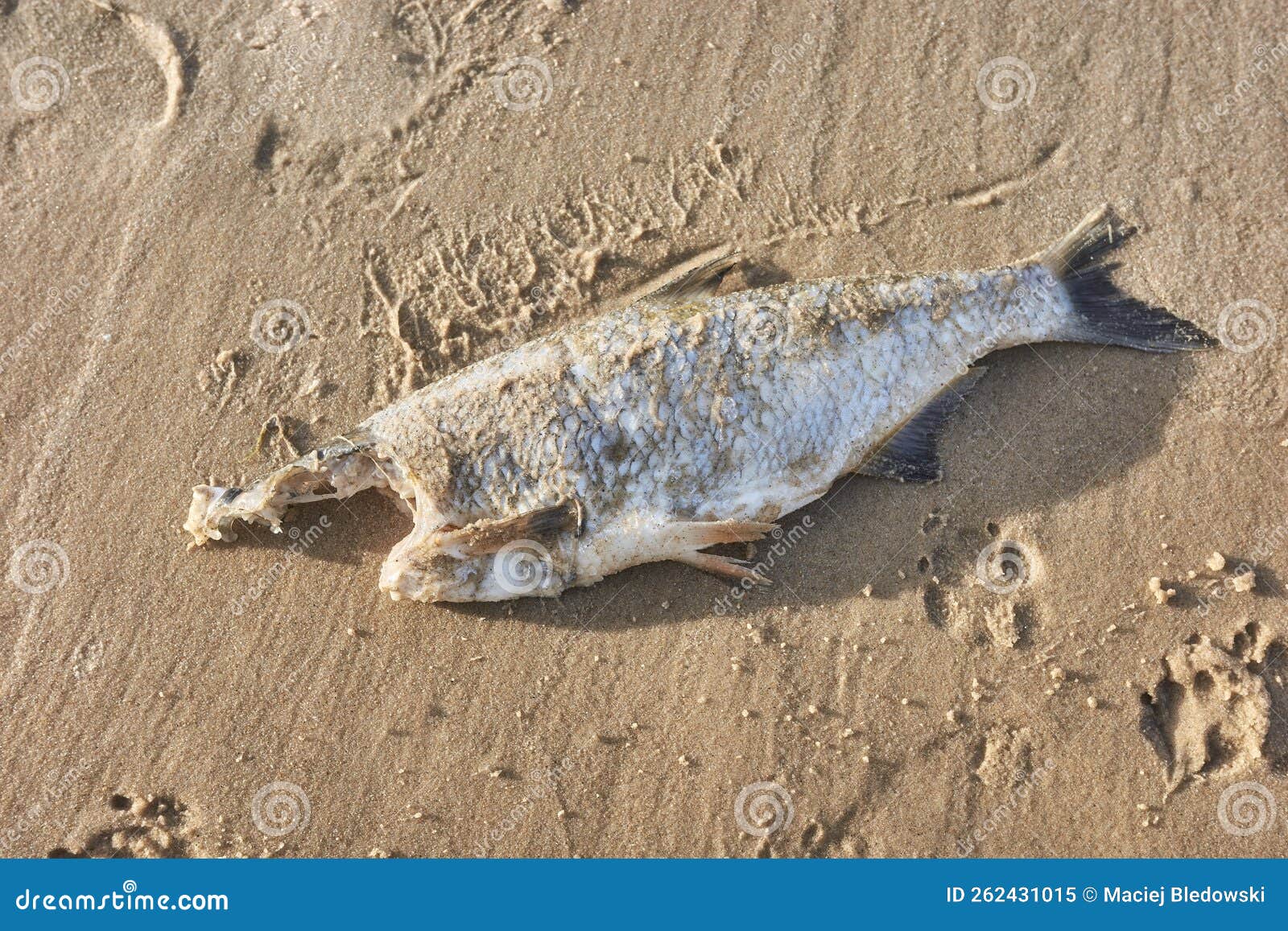 Close Up Picture of a Dead Headless Fish on a Beach, Selective Focus ...