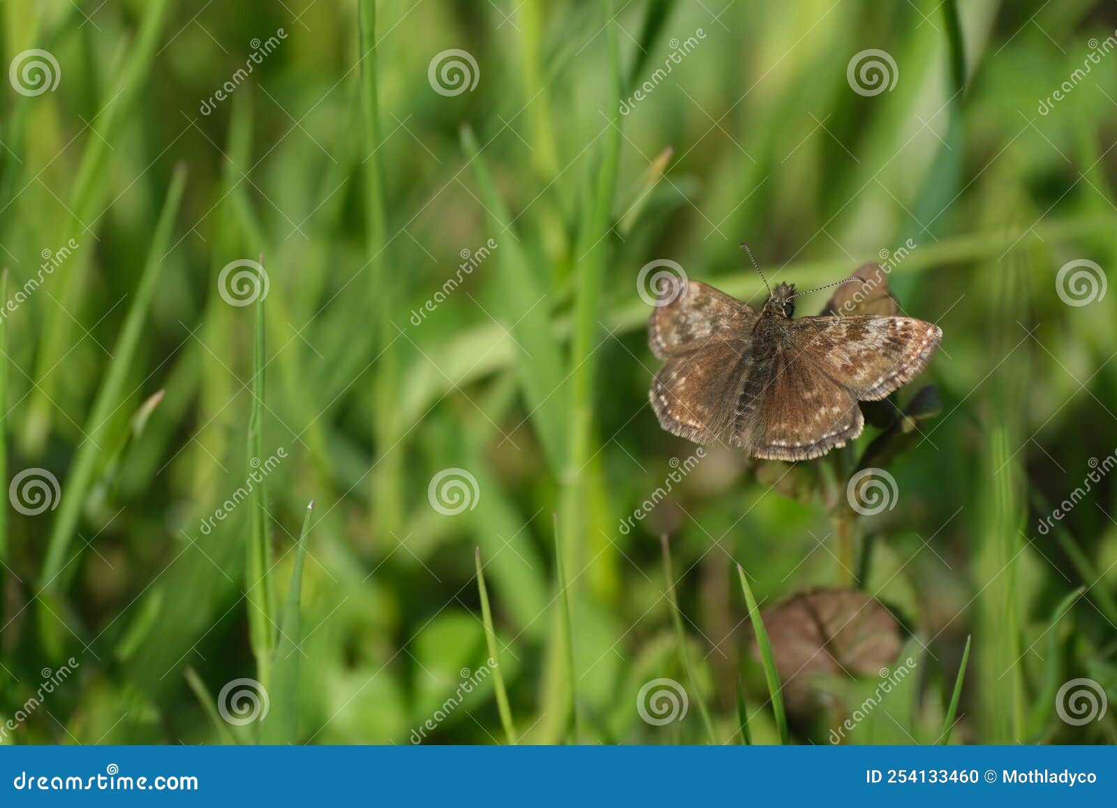 Close Up Picture of a Dingy Skipper Moth in the Wild Stock Photo ...