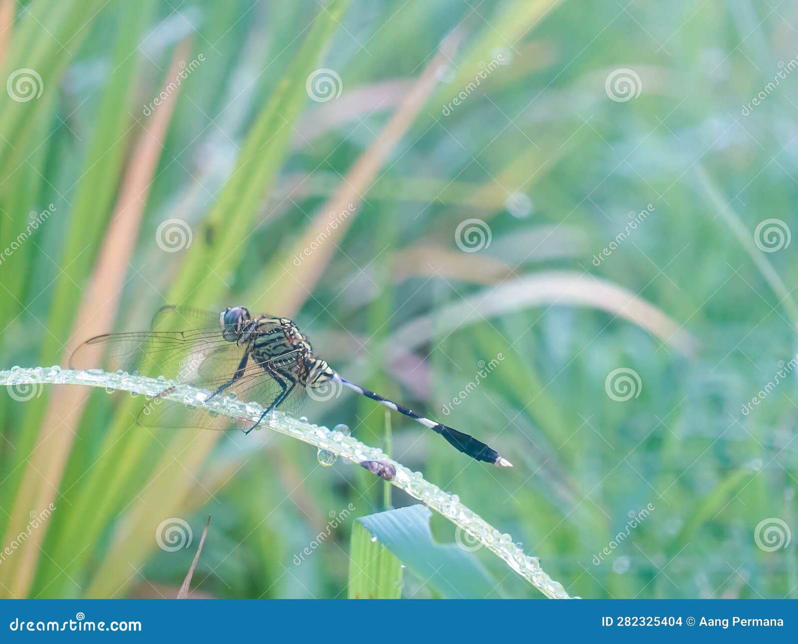 Close Up Picture of Dragon Fly on the Rice Fields Stock Photo - Image ...