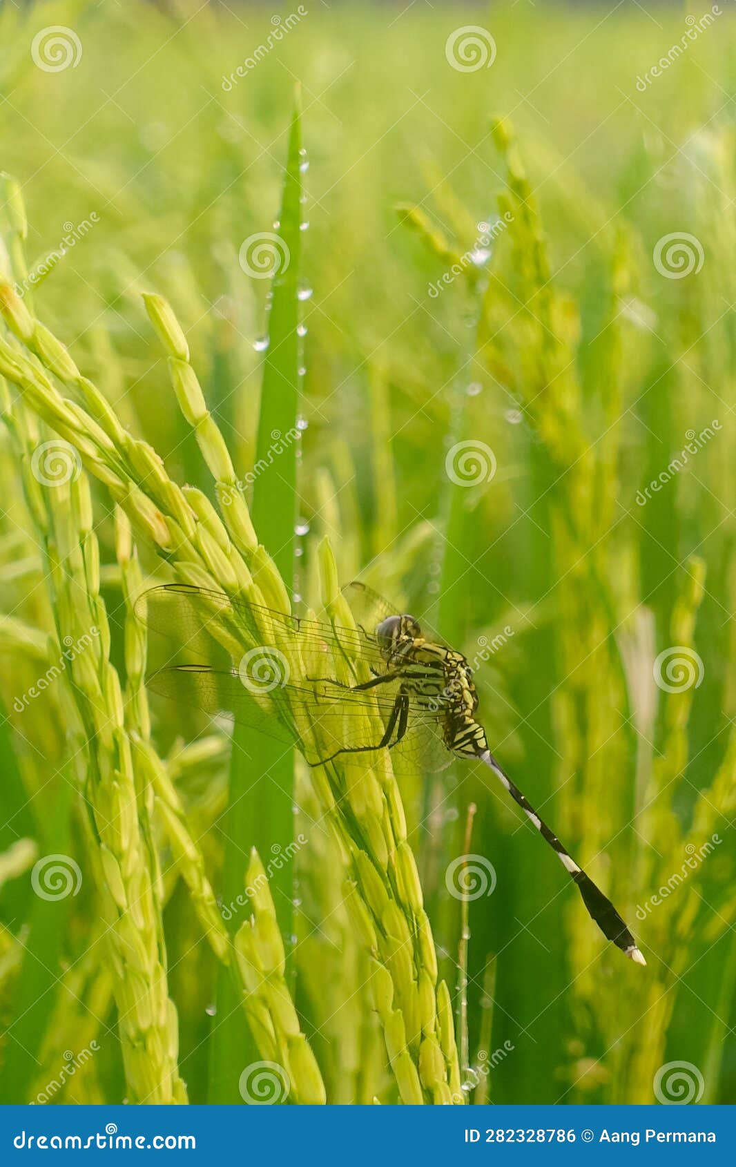 Close Up Picture of Dragon Fly on the Rice Fields Stock Photo - Image ...