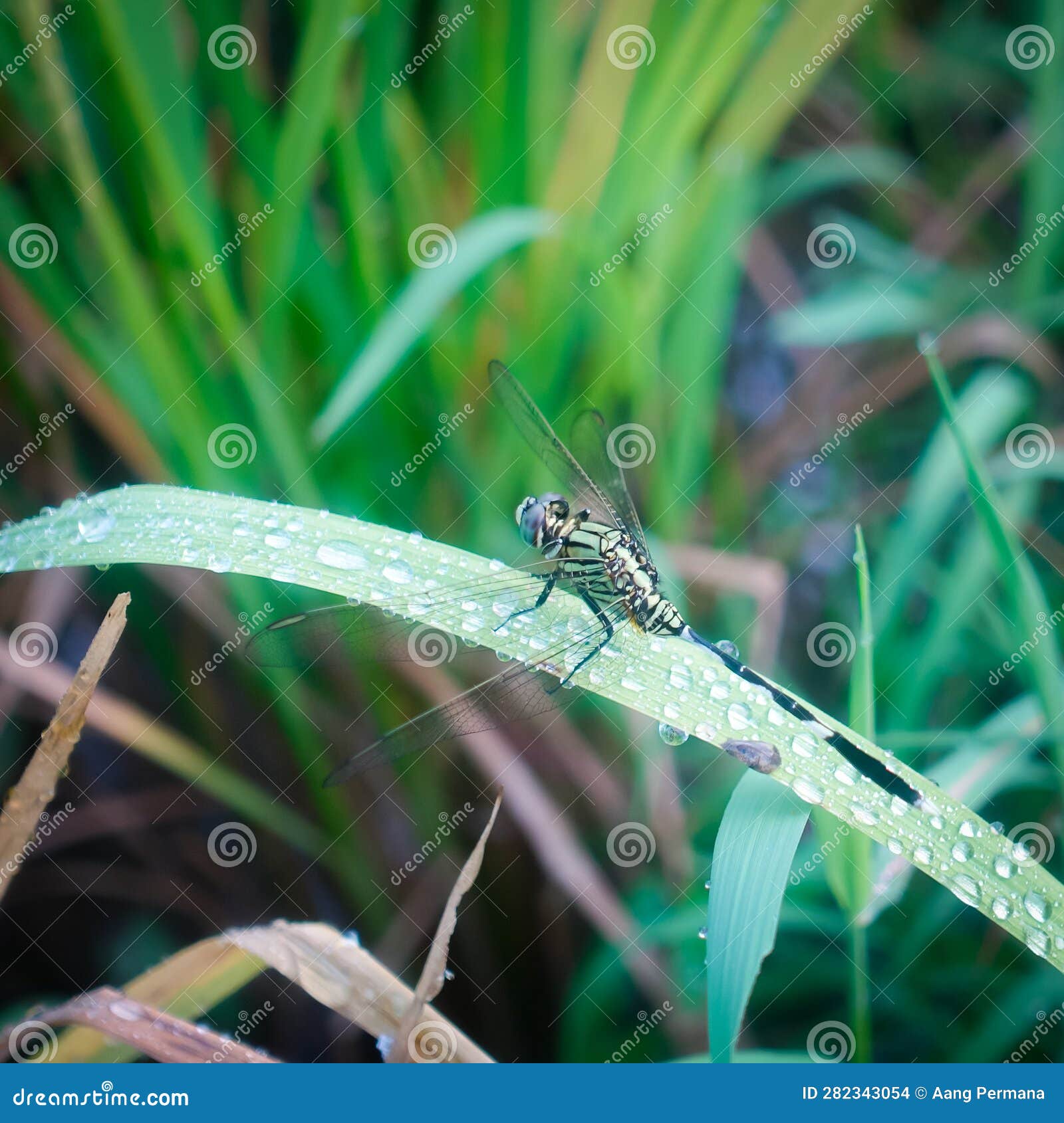 Close Up Picture of Dragon Fly on the Rice Fields Stock Photo - Image ...