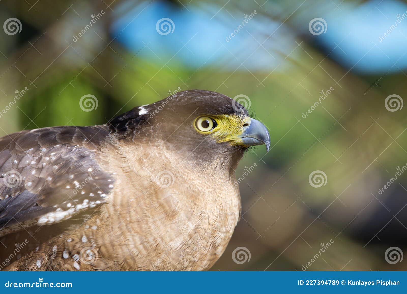 A Falcon in a Cage at the Zoo Stock Image - Image of cage, branch ...