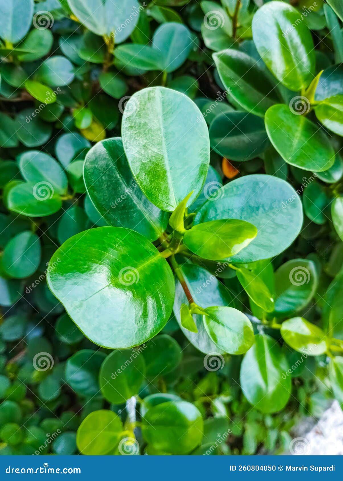 Close Up Picture of Ficus Annulata. Stock Photo - Image of blossom ...