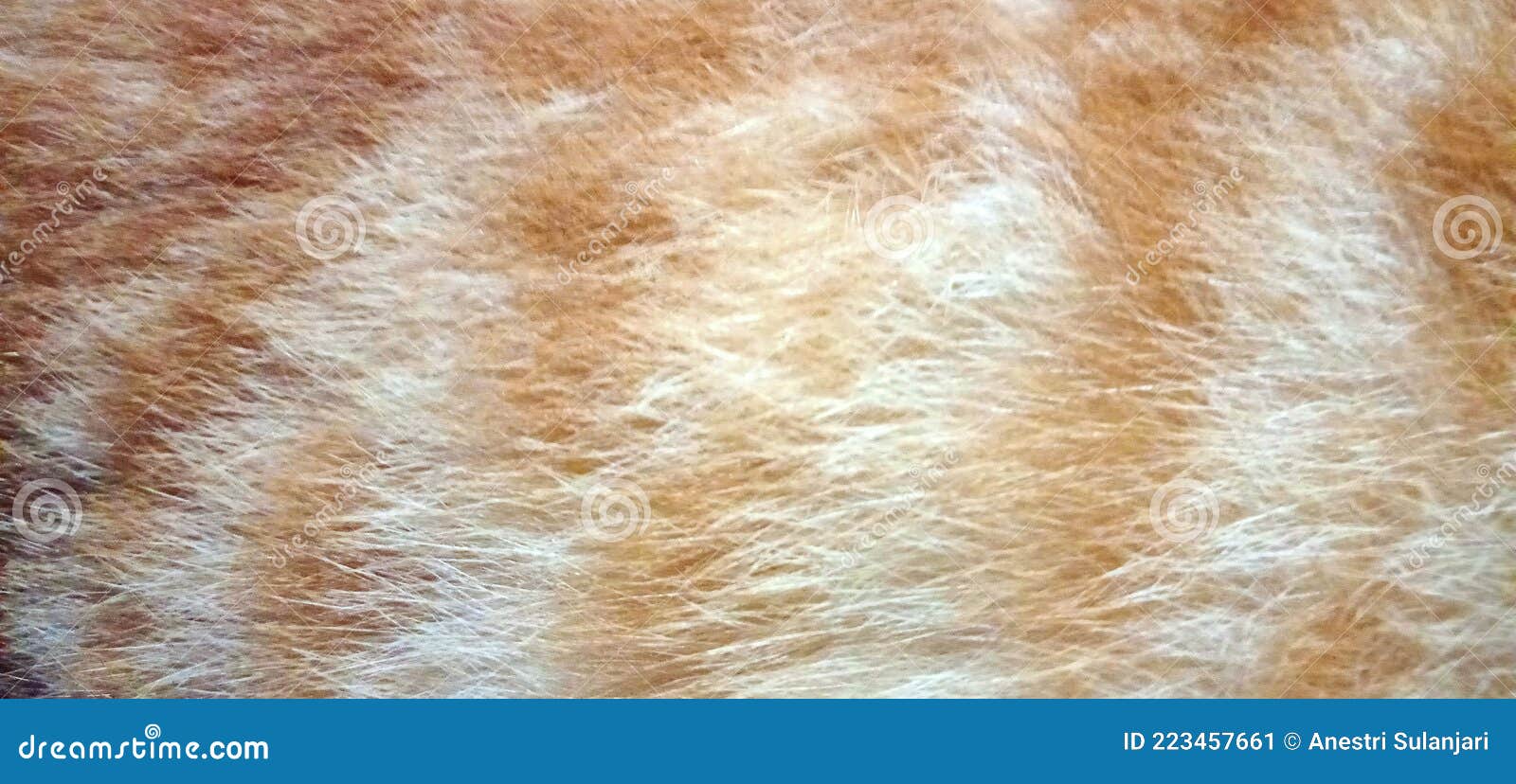 Close Up Picture of Ginger Cat Fur Stock Image - Image of ginger, close ...