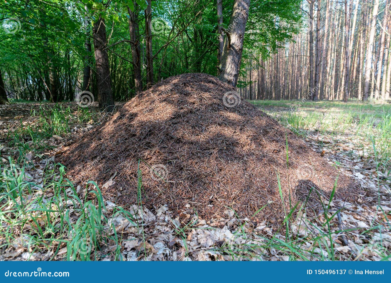 Close Up Picture of a Giant Anthill Stock Image - Image of giant ...