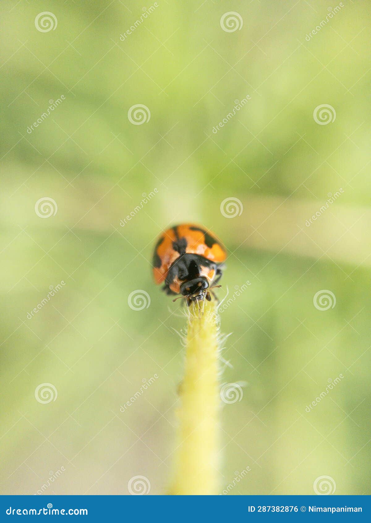 Climbing ladybug stock photo. Image of climbing, ladybug - 287382876