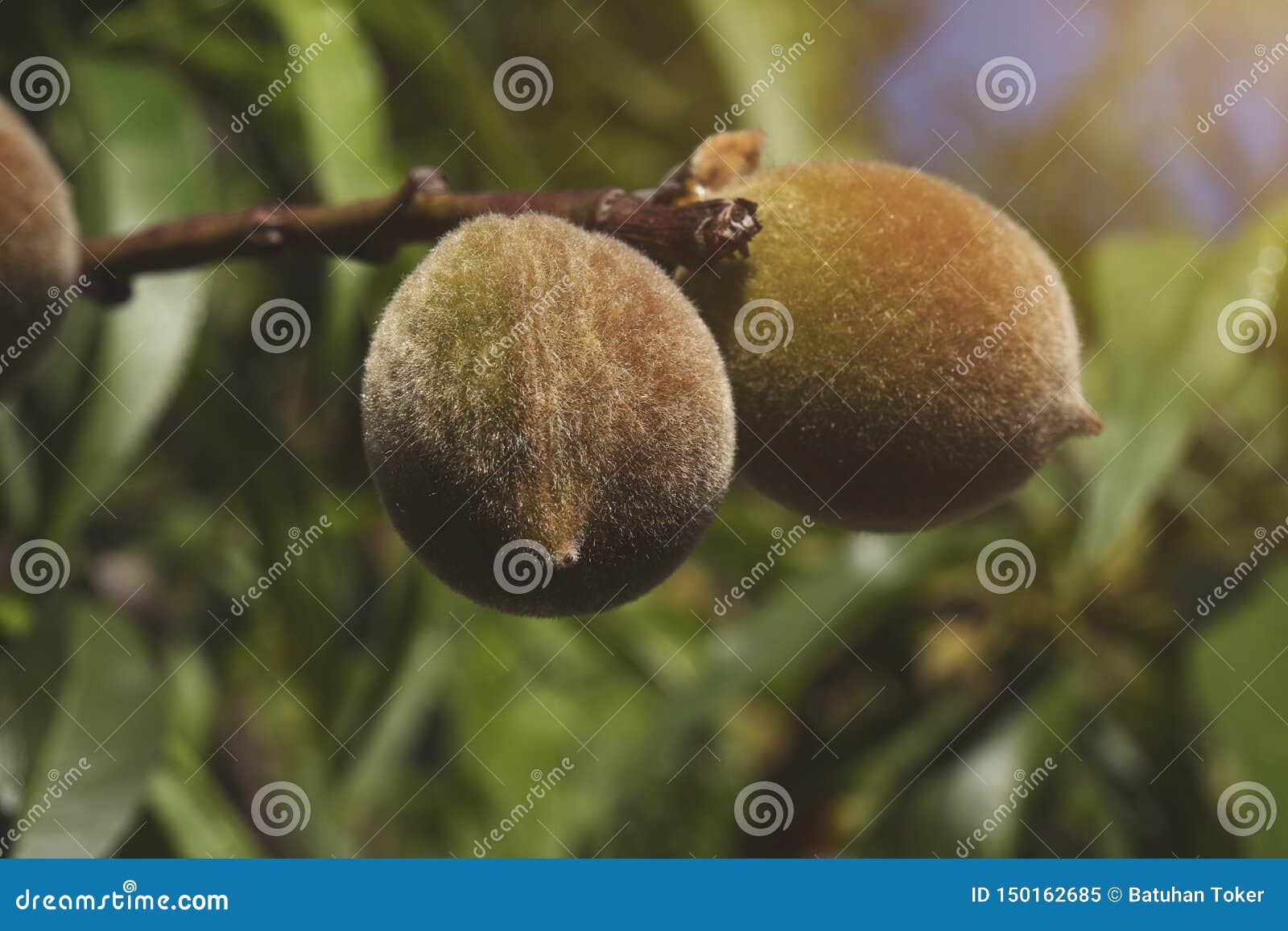 Green Peach Fruit on the Tree Stock Image - Image of gardening, fruits ...