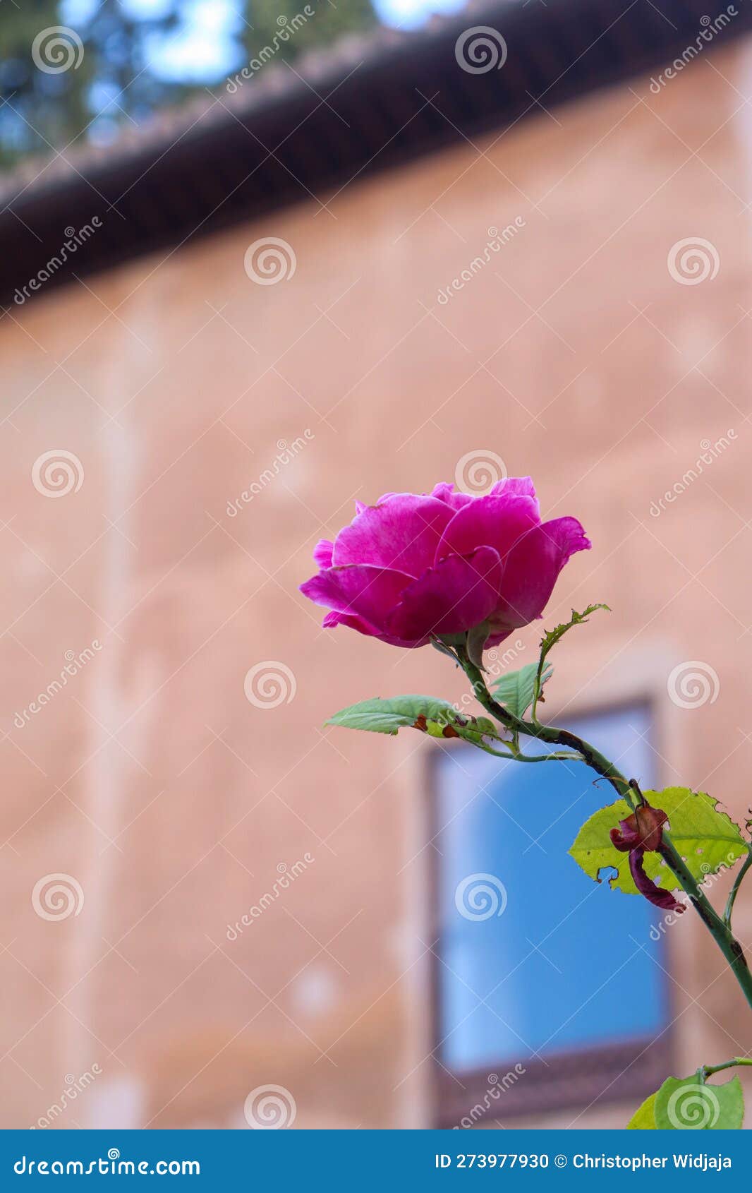 Close Up Picture of Pink Rose with Long Stem Stock Photo - Image of ...