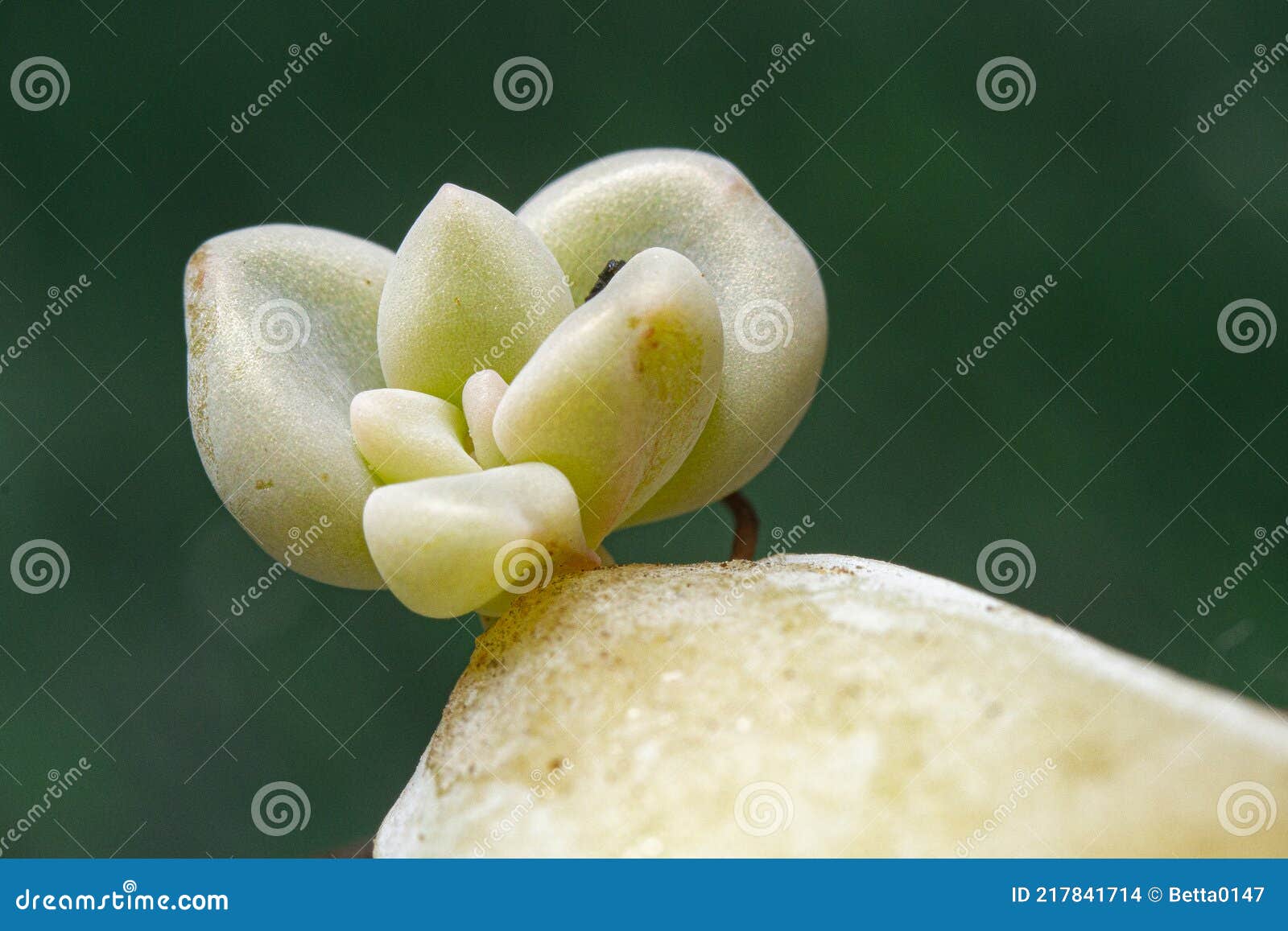 Close-up Picture of Succulent Plants, Sprouting by Leaves Stock Photo ...