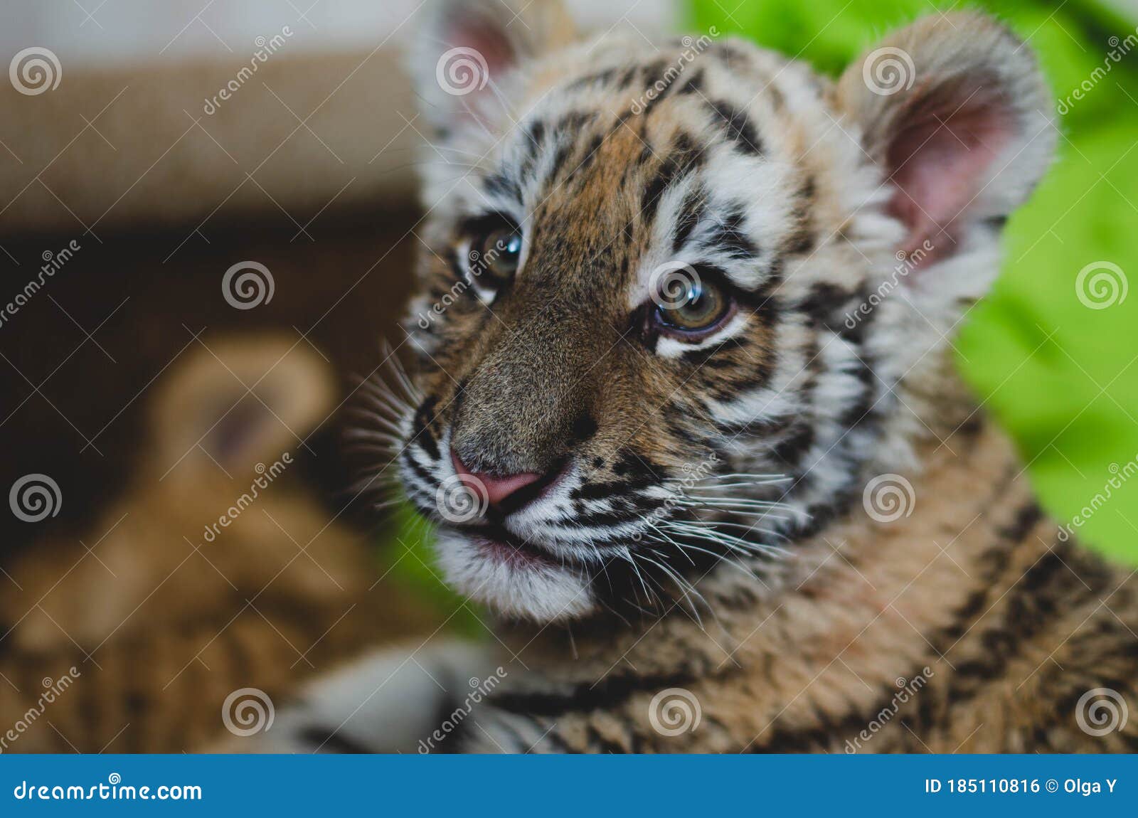Close-up Picture of a Tiger Cub Face Stock Photo - Image of playful ...