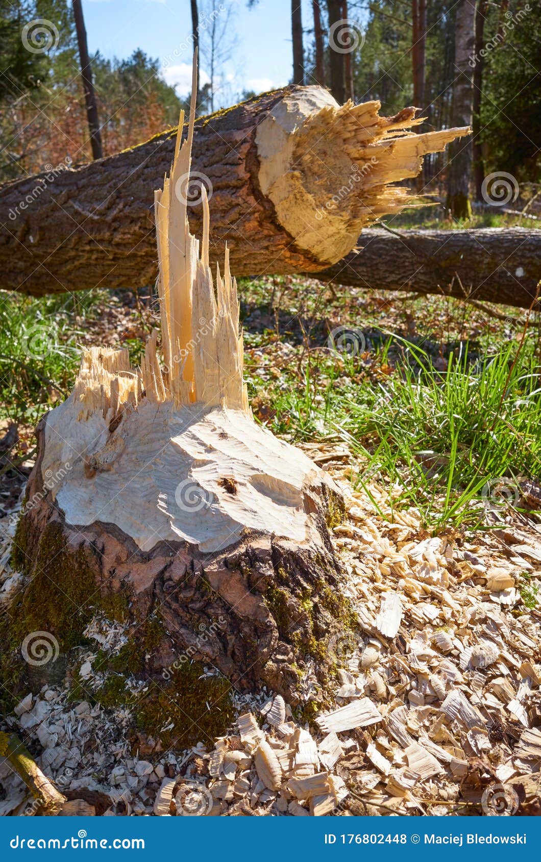 Close Up Picture of a Tree Cut Down by a Beaver Stock Photo - Image of ...