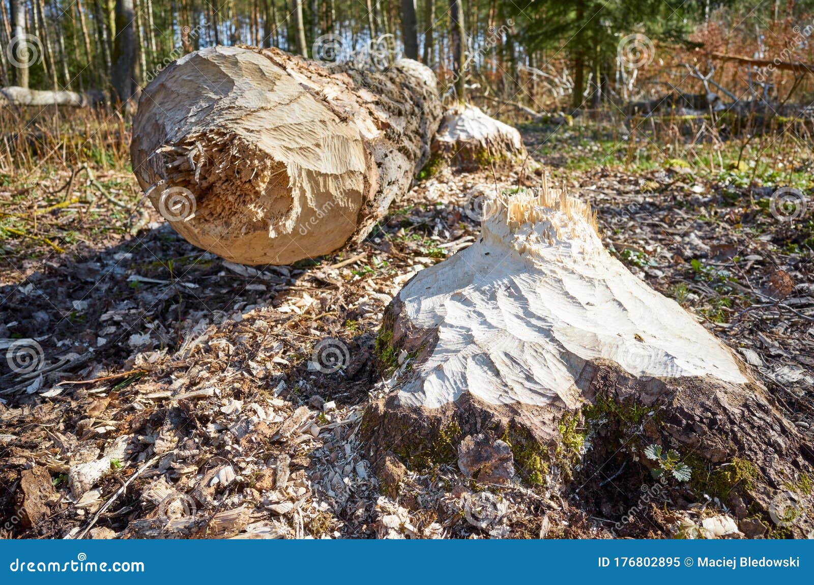 Close Up Picture of a Tree Cut Down by a Beaver Stock Image - Image of ...