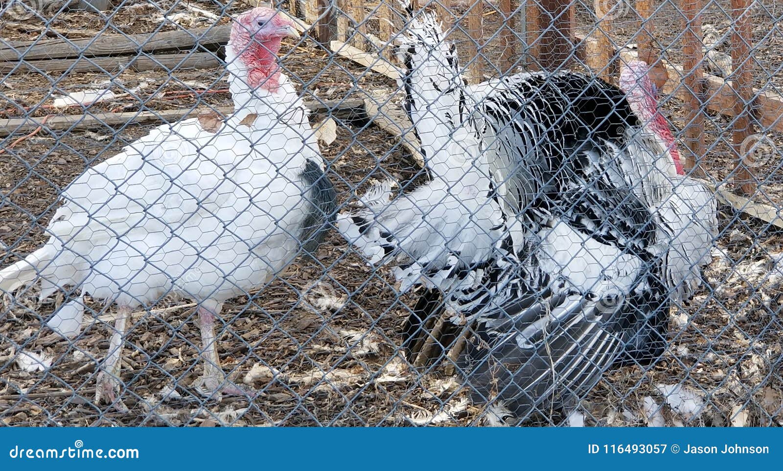 Two Turkeys within a Pen stock image. Image of beaks - 116493057