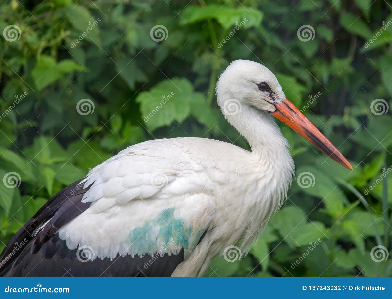 Close Up Picture of a White Stork in Germany Stock Photo - Image of ...