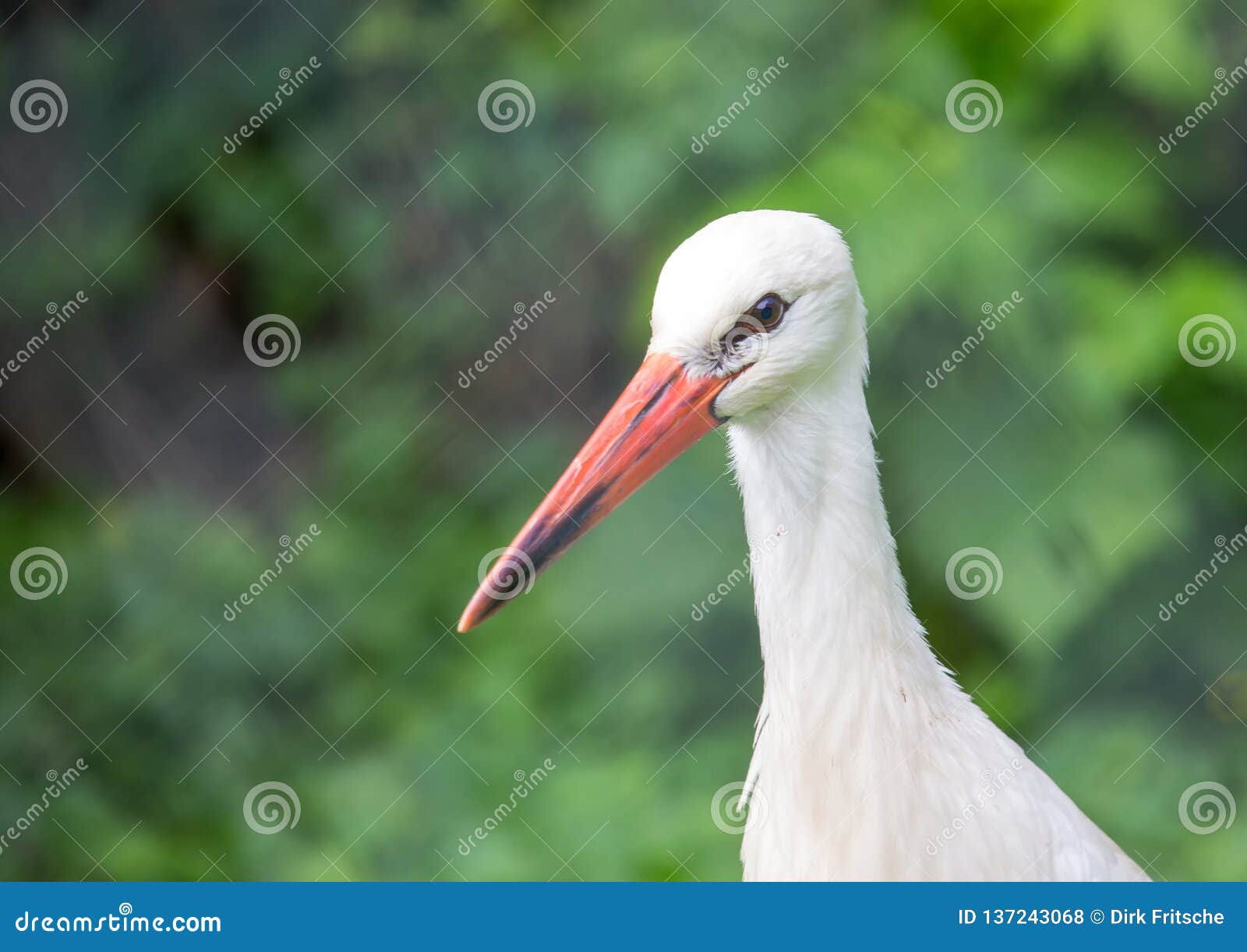 Close Up Picture of a White Stork in Germany Stock Photo - Image of ...