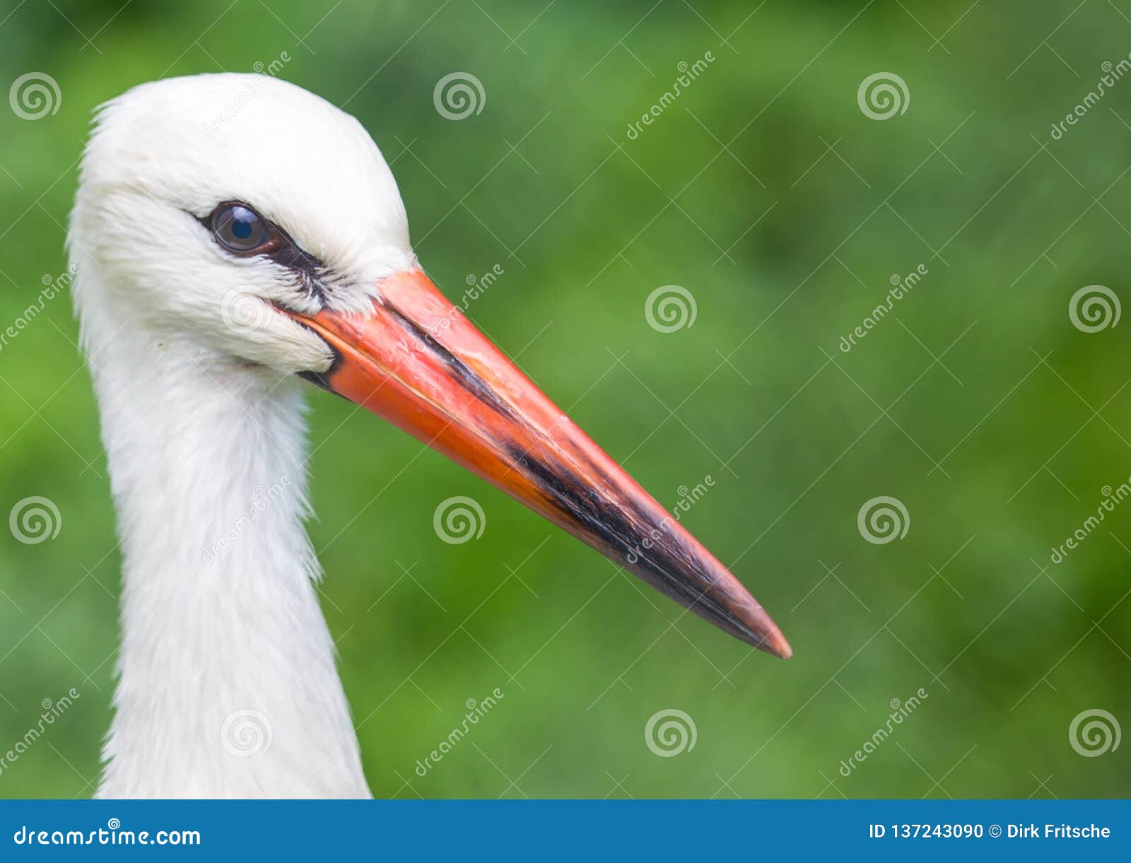 Close Up Picture of a White Stork in Germany Stock Photo - Image of ...