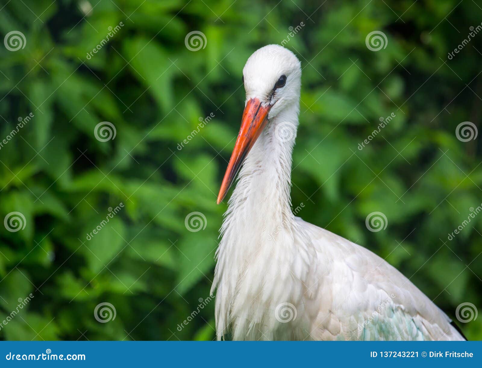 Close Up Picture of a White Stork in Germany Stock Image - Image of ...