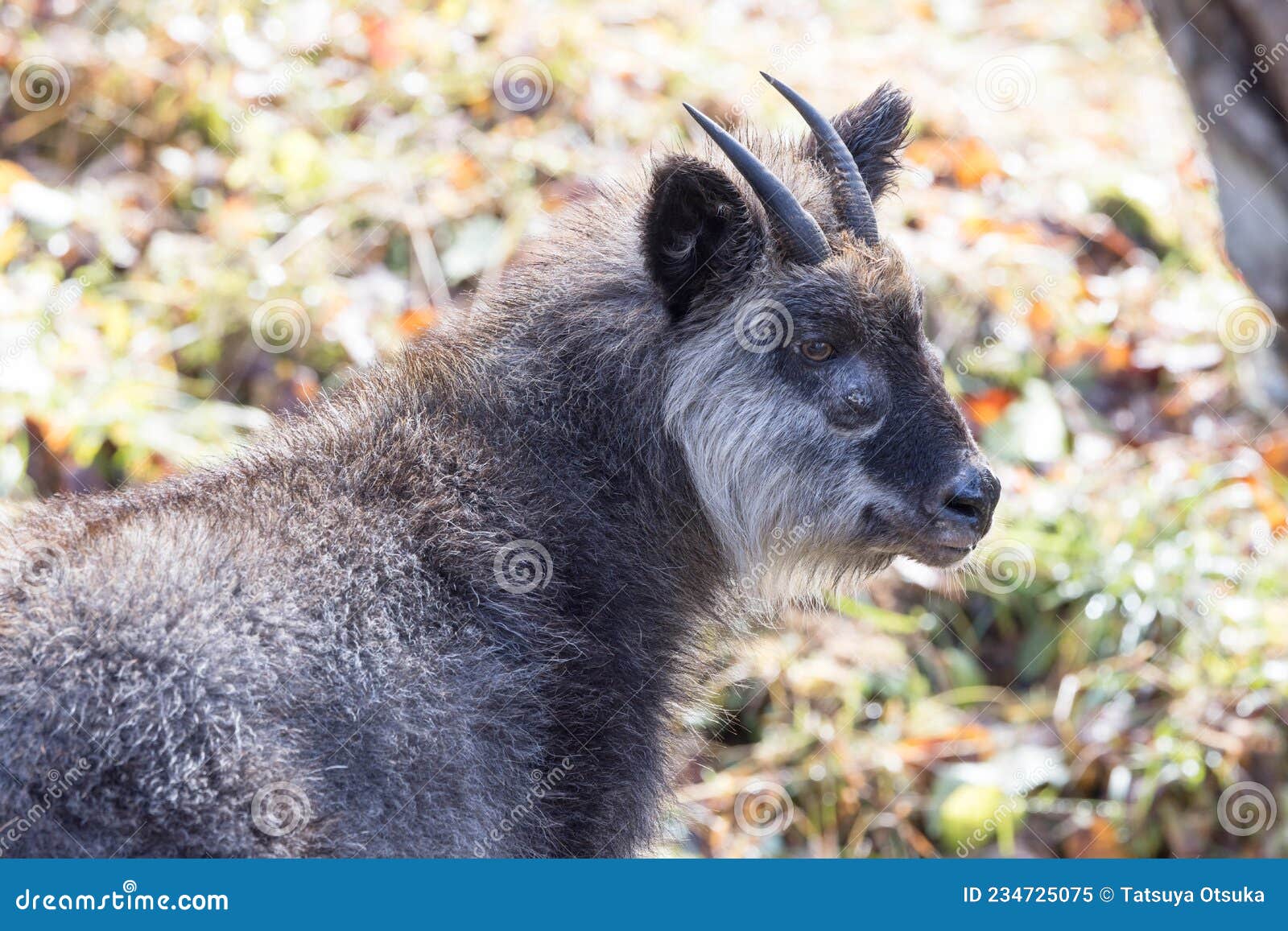 Close-up Picture of Wild Japanese Serow Stock Image - Image of animal ...