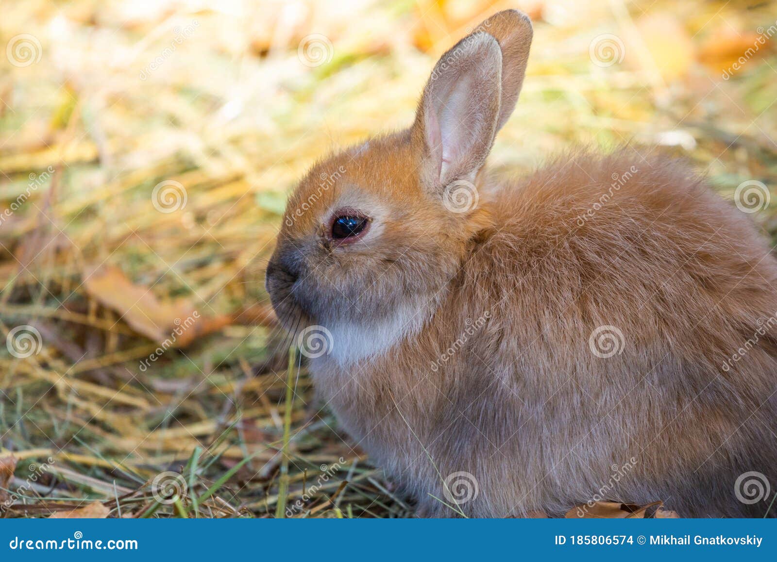 A Close Up Picture of a Young Brown Rabbits Face Stock Photo - Image of ...