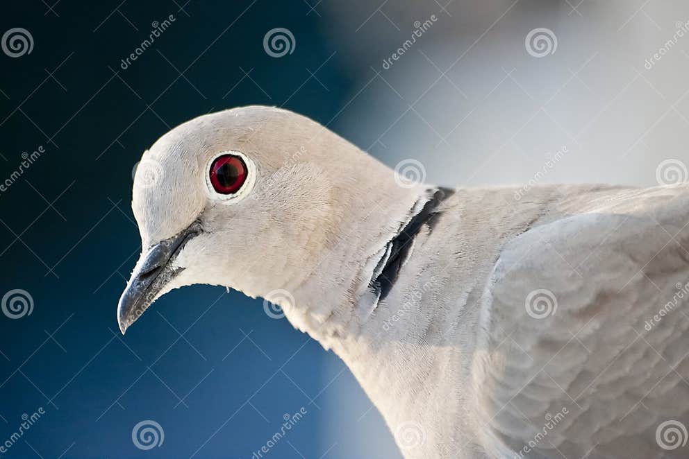 Close up of a pidgeon stock image. Image of depth, wings - 25292897