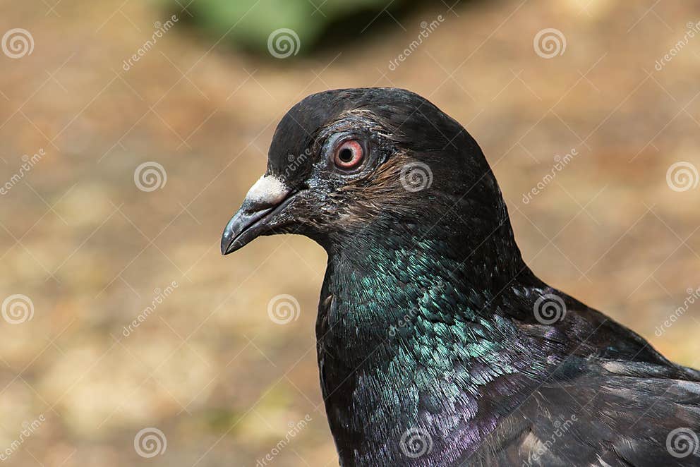 Close up of Pidgeon stock photo. Image of head, gambia - 33291988