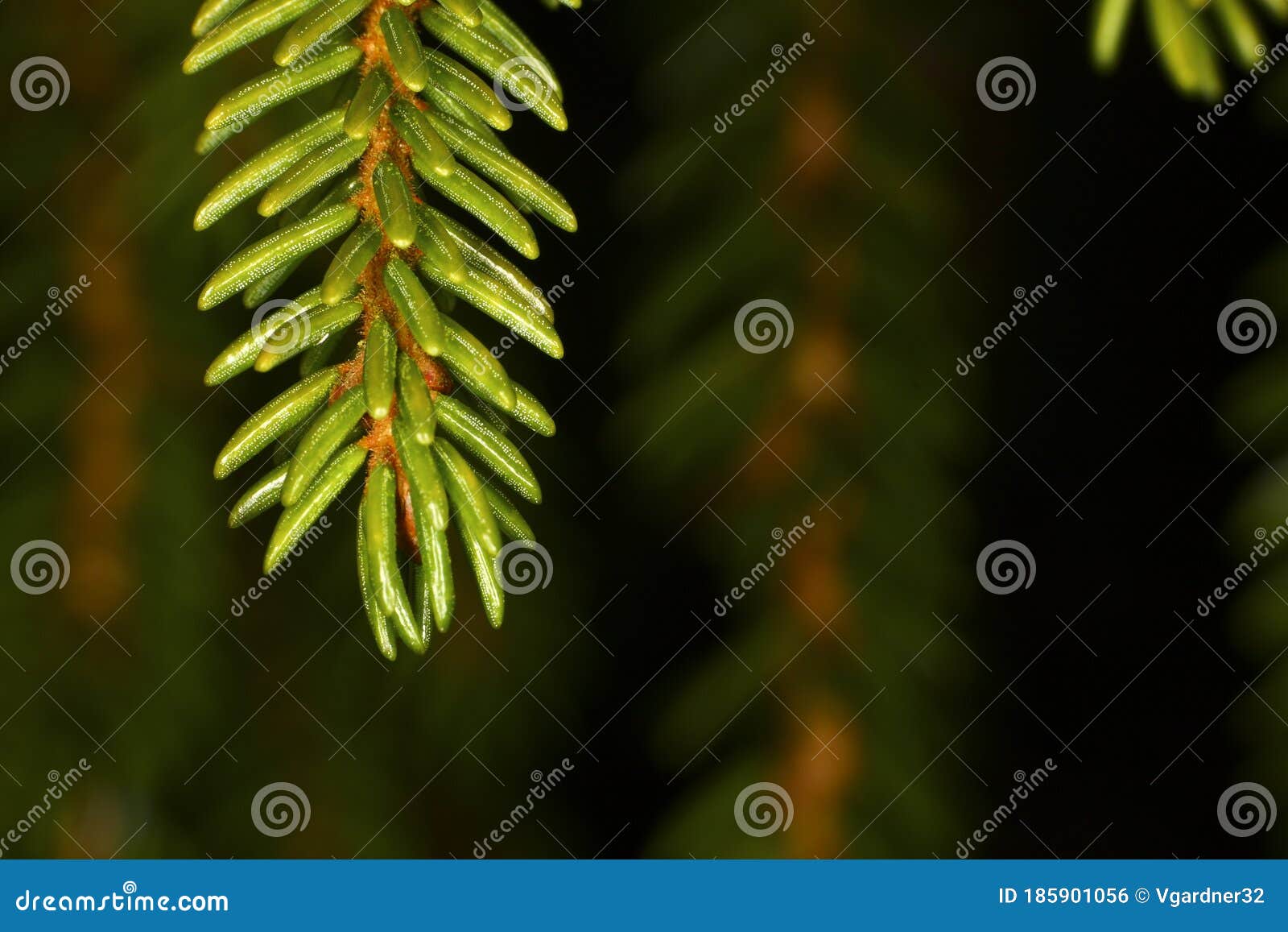 Close Up of a Piece of Fir Tree Stock Photo - Image of piece, branch ...