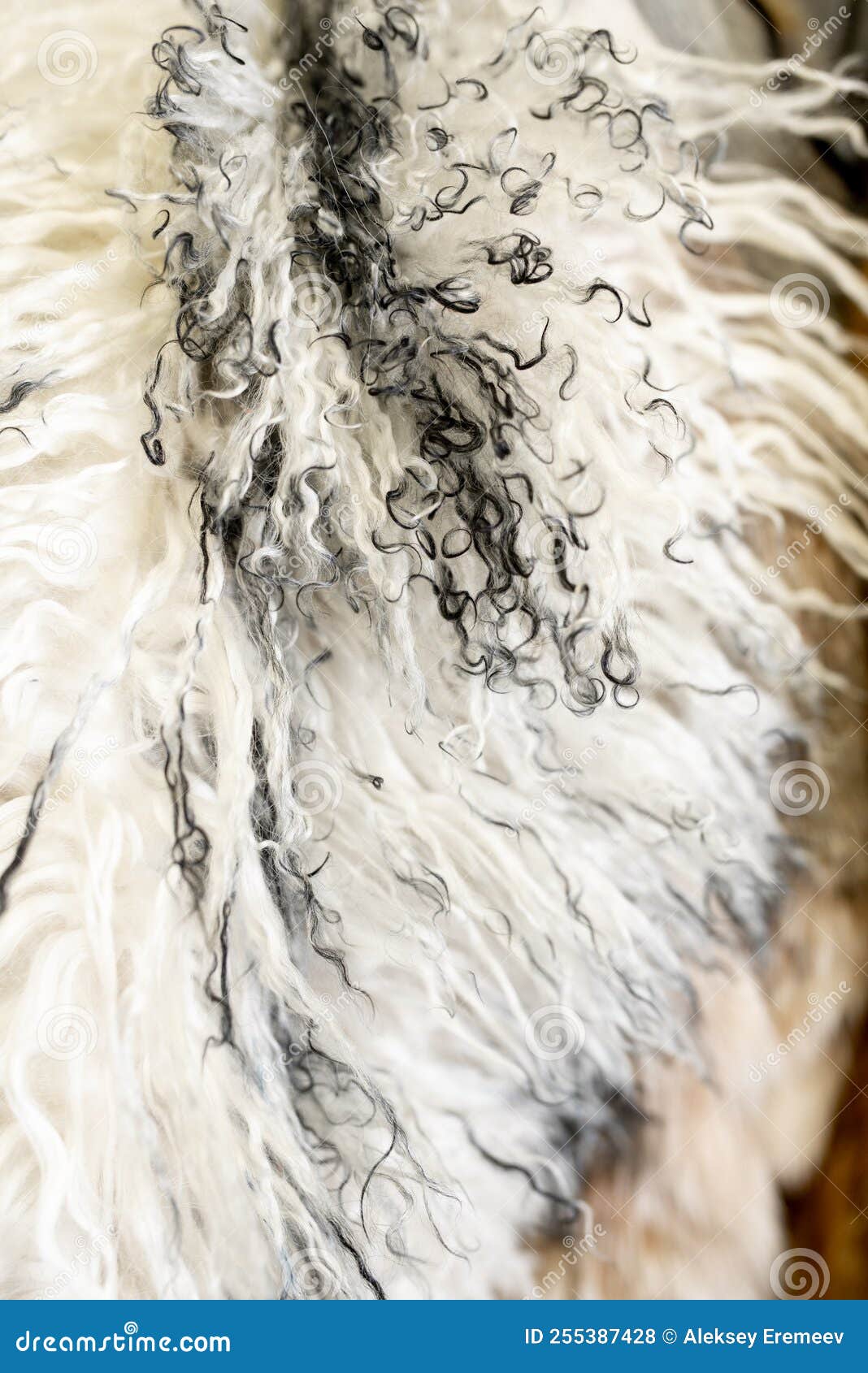 Close-up of Pieces of Gray Wool for the Whole Frame Stock Photo - Image ...