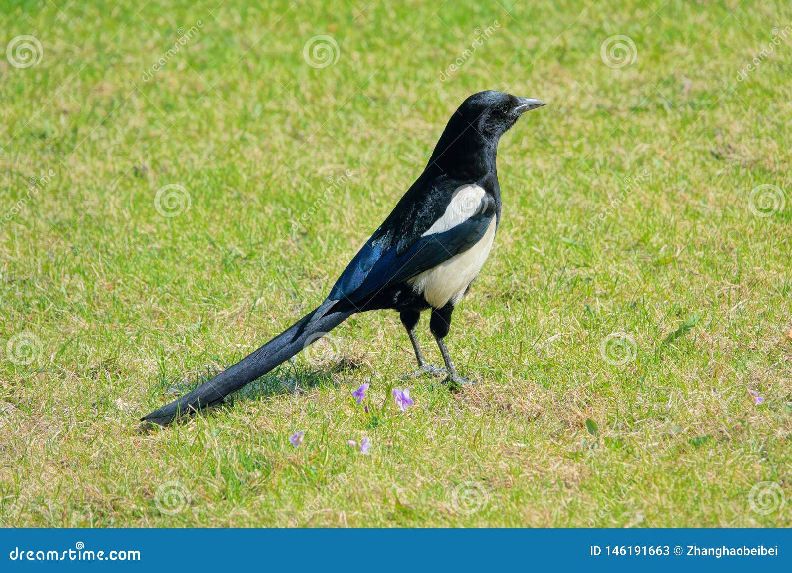 Pied magpie stock image. Image of closeup, bird, flowers - 146191663
