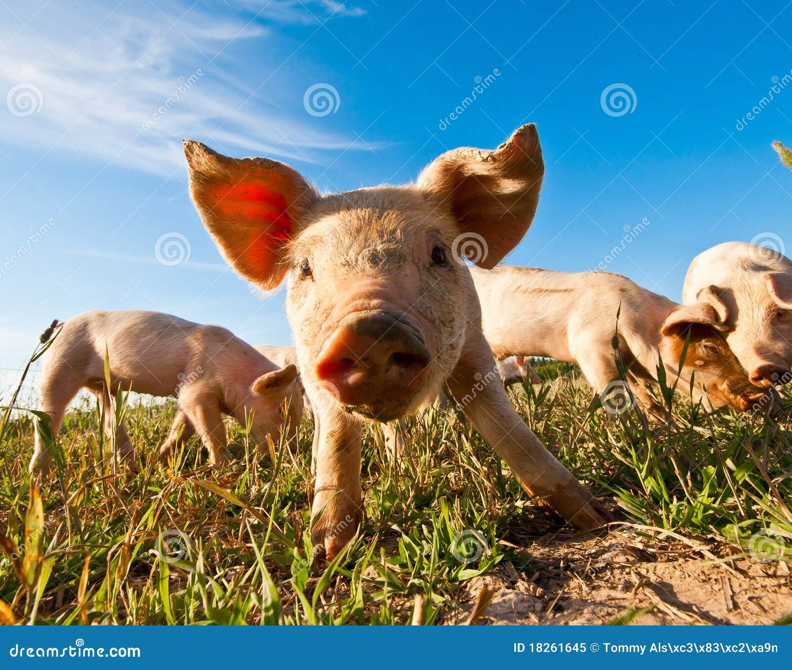 Close up of a pig stock image. Image of grass, close - 18261645