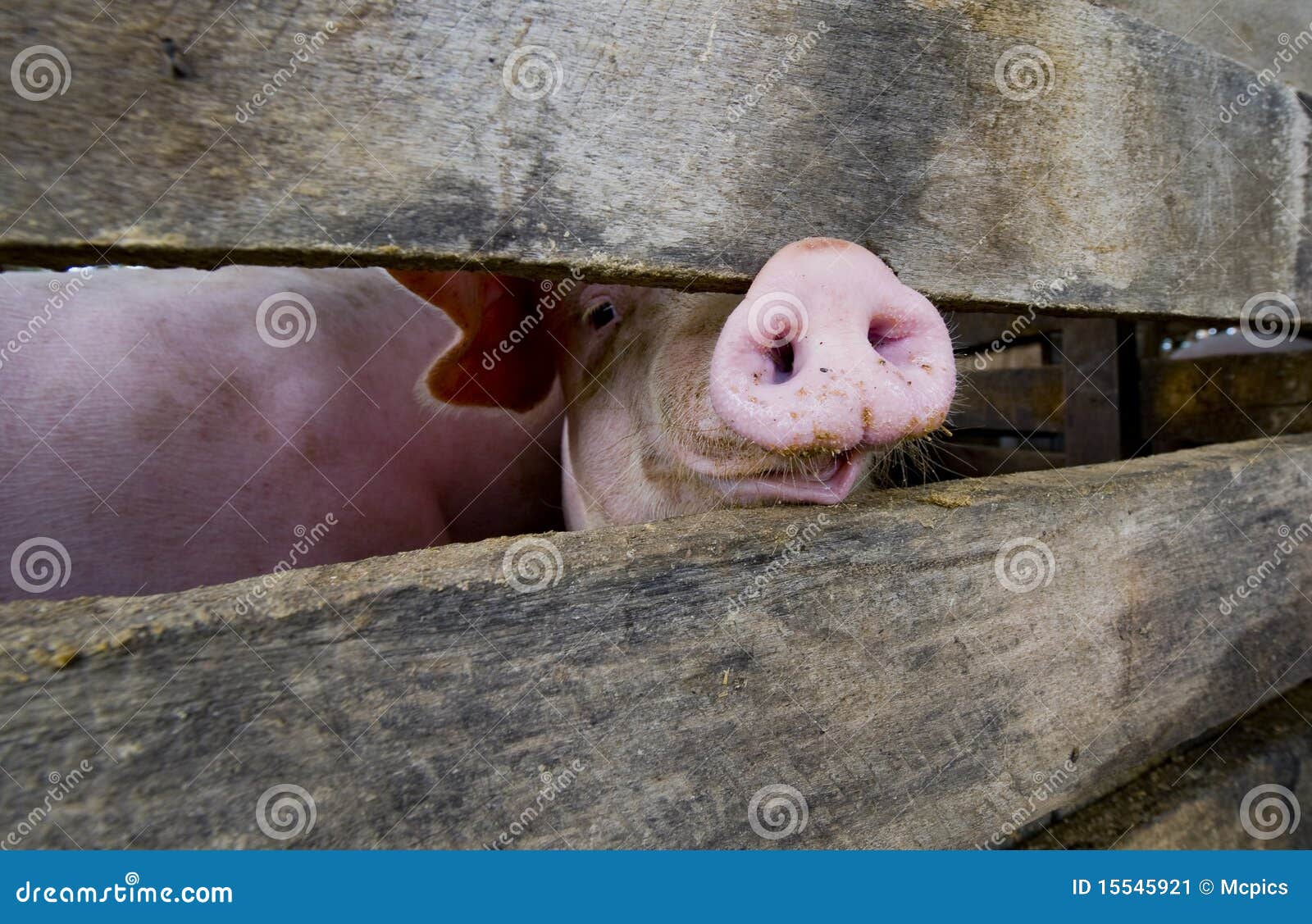 Close-up of a pig snout stock image. Image of wide, close - 15545921