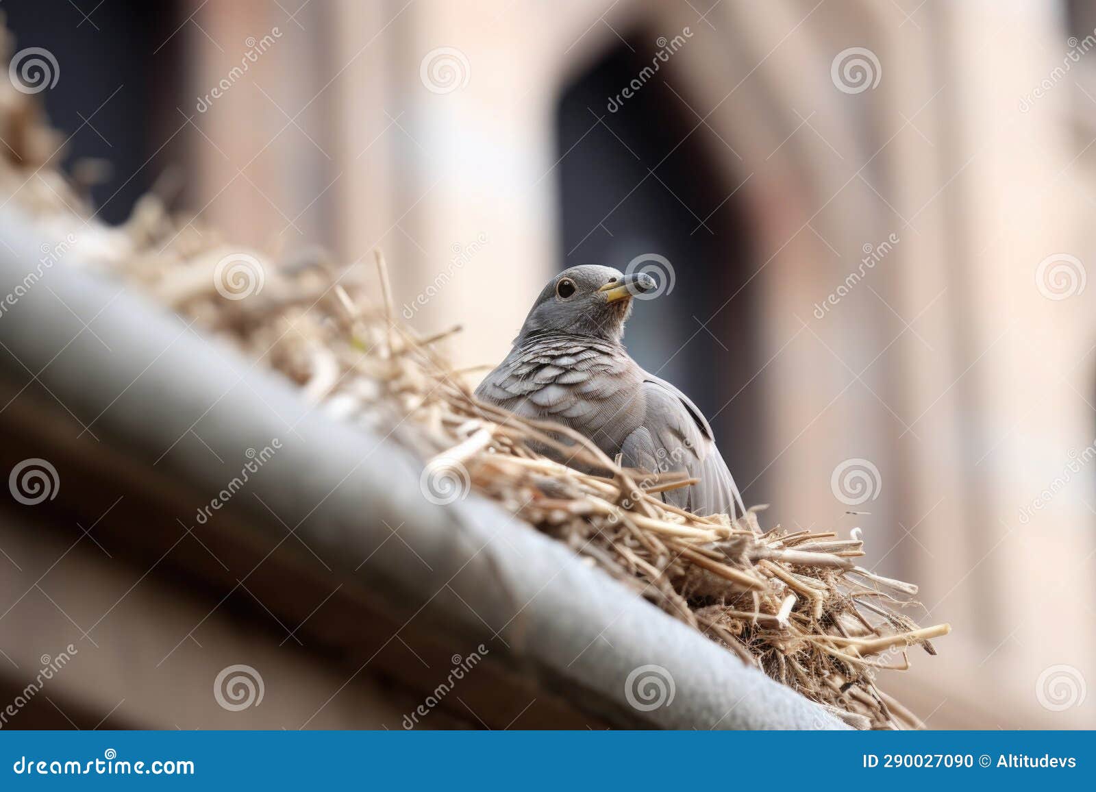 Close-up of Pigeon Nest on Building Ledge Stock Photo - Image of ...